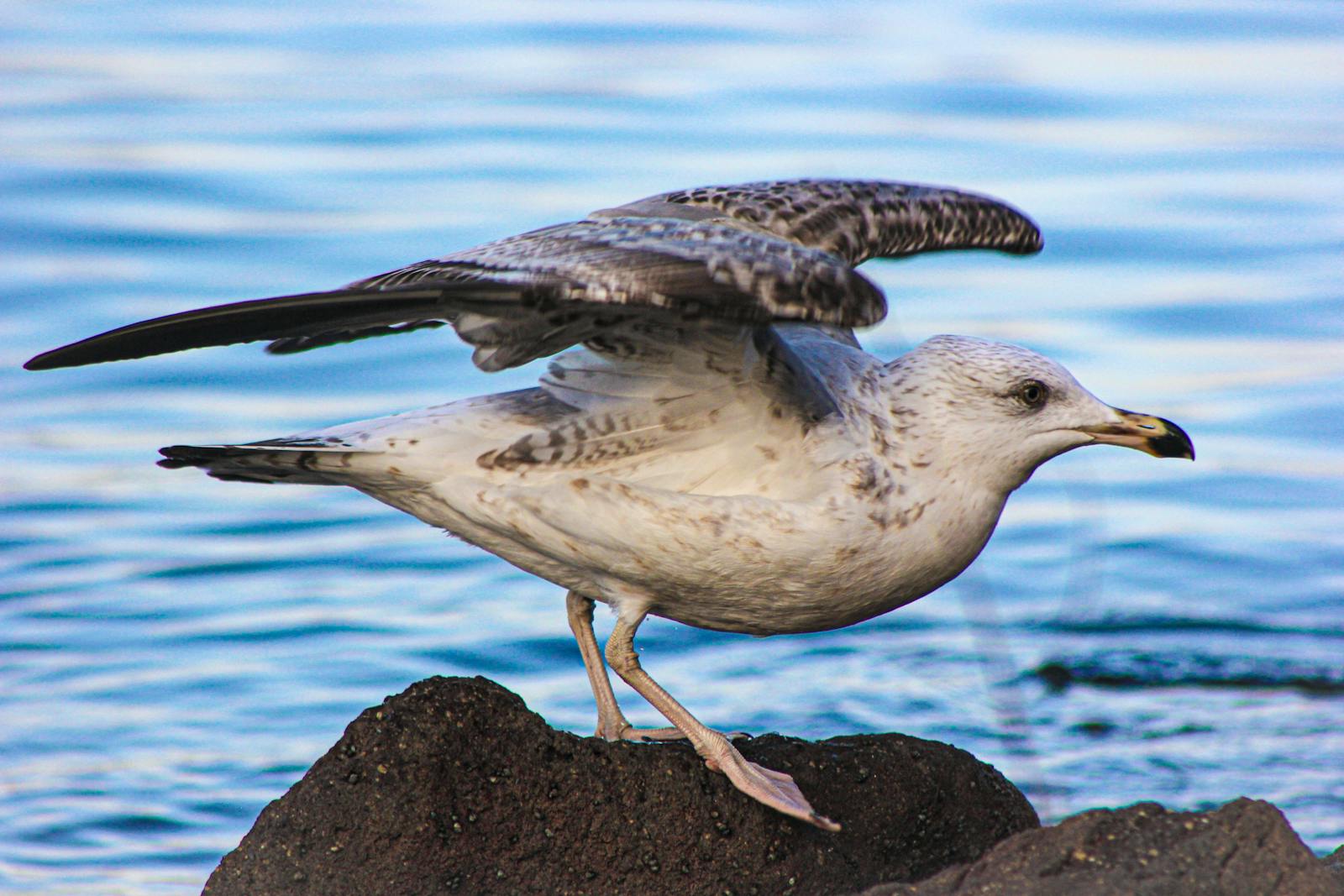 Free Mermaid Photos, Download The BEST Free Free Mermaid Stock Photos ...