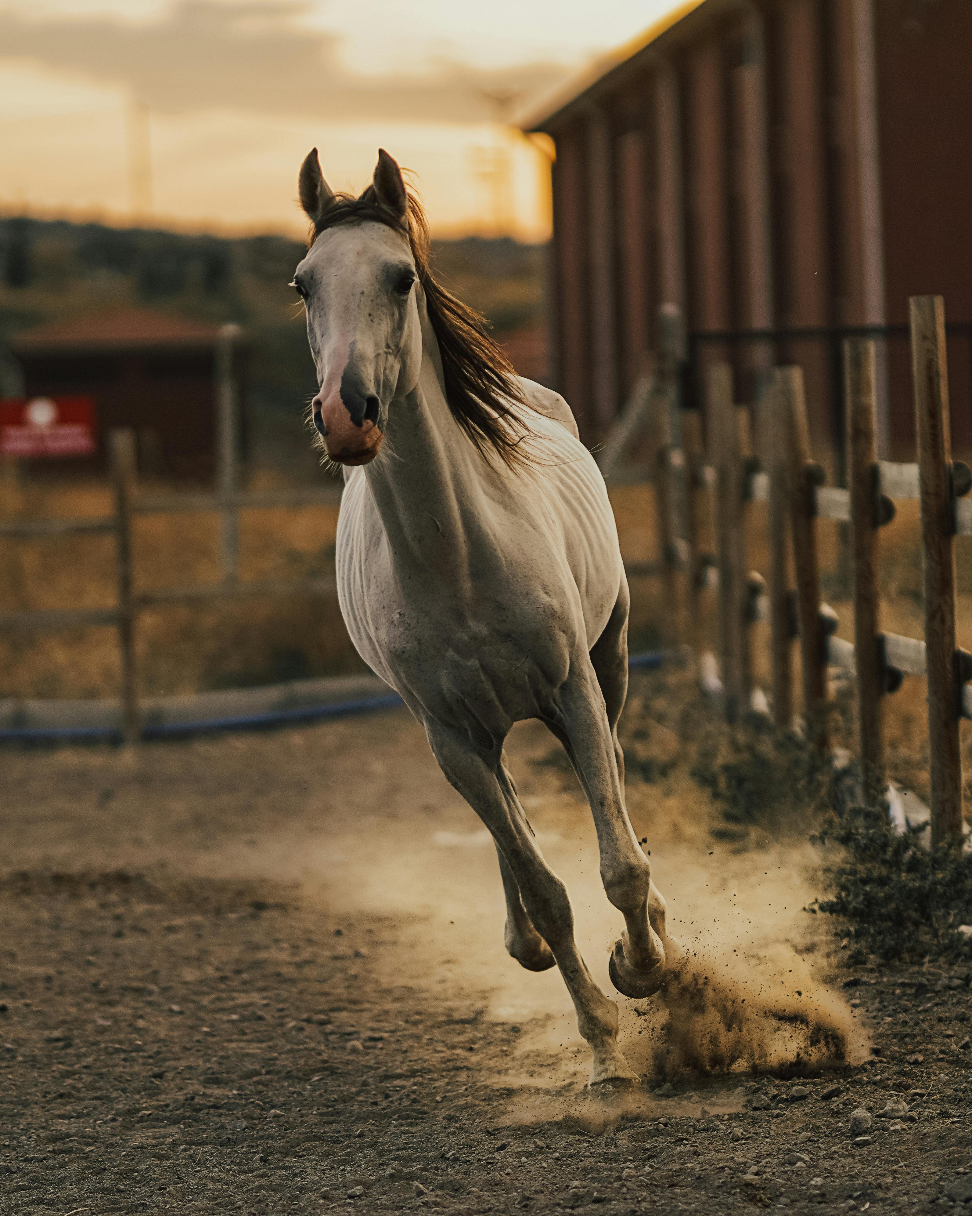 Ranch Photos, Download The BEST Free Ranch Stock Photos & HD Images