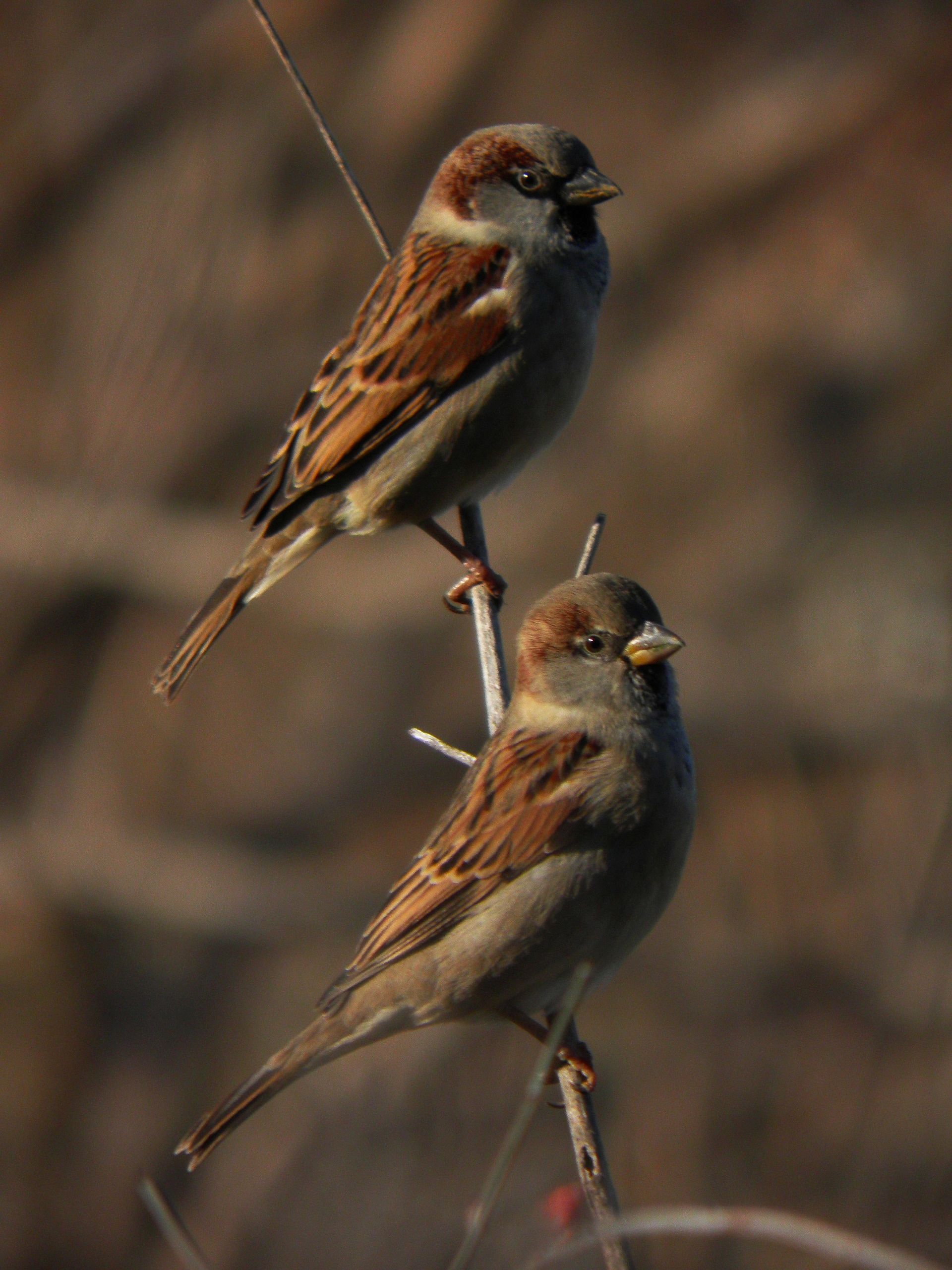 Sparrows On A Branch Enjoy Spring Blooms Photos, Download The BEST Free ...