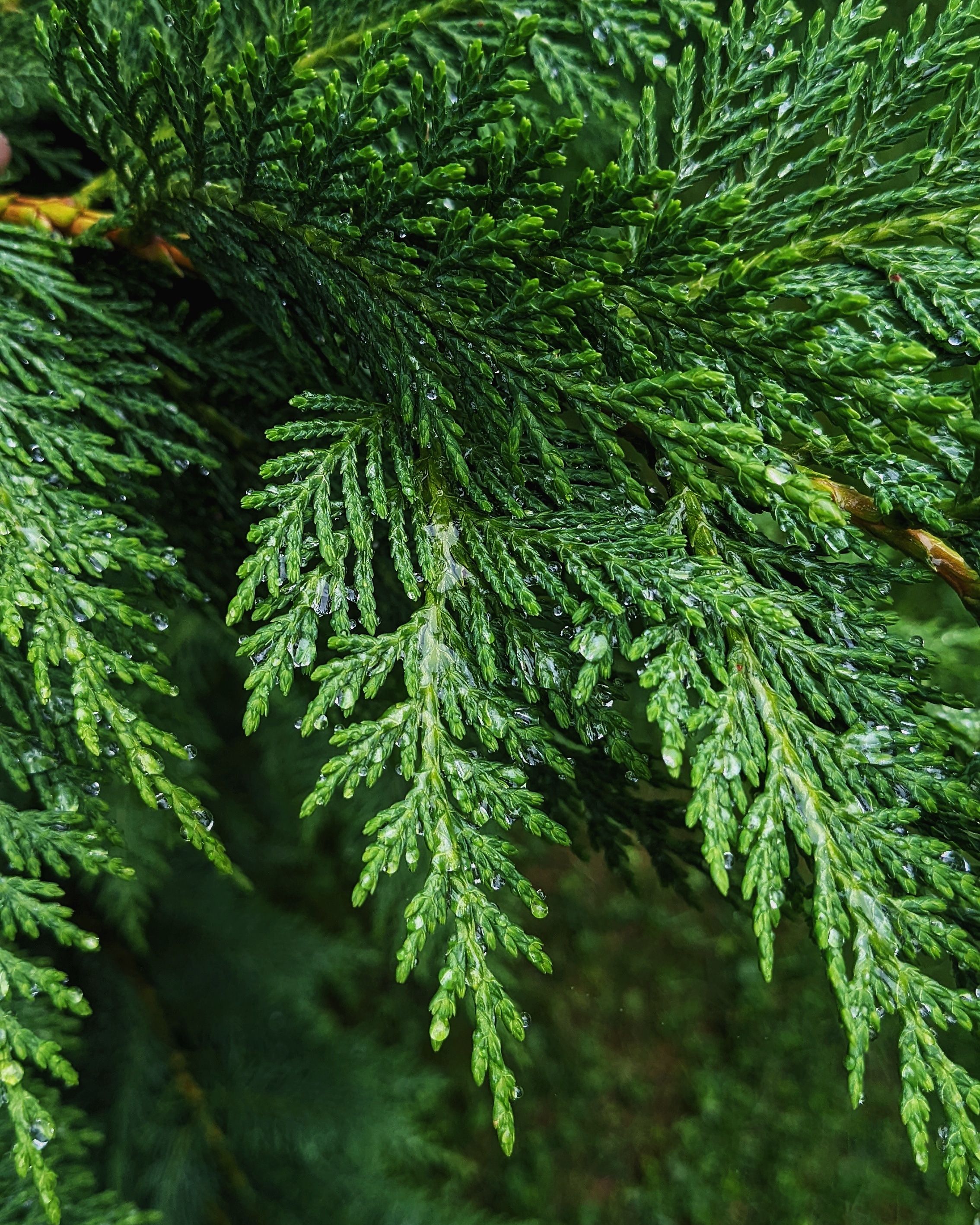 Closeup Conifer Tree · Free Stock Photo