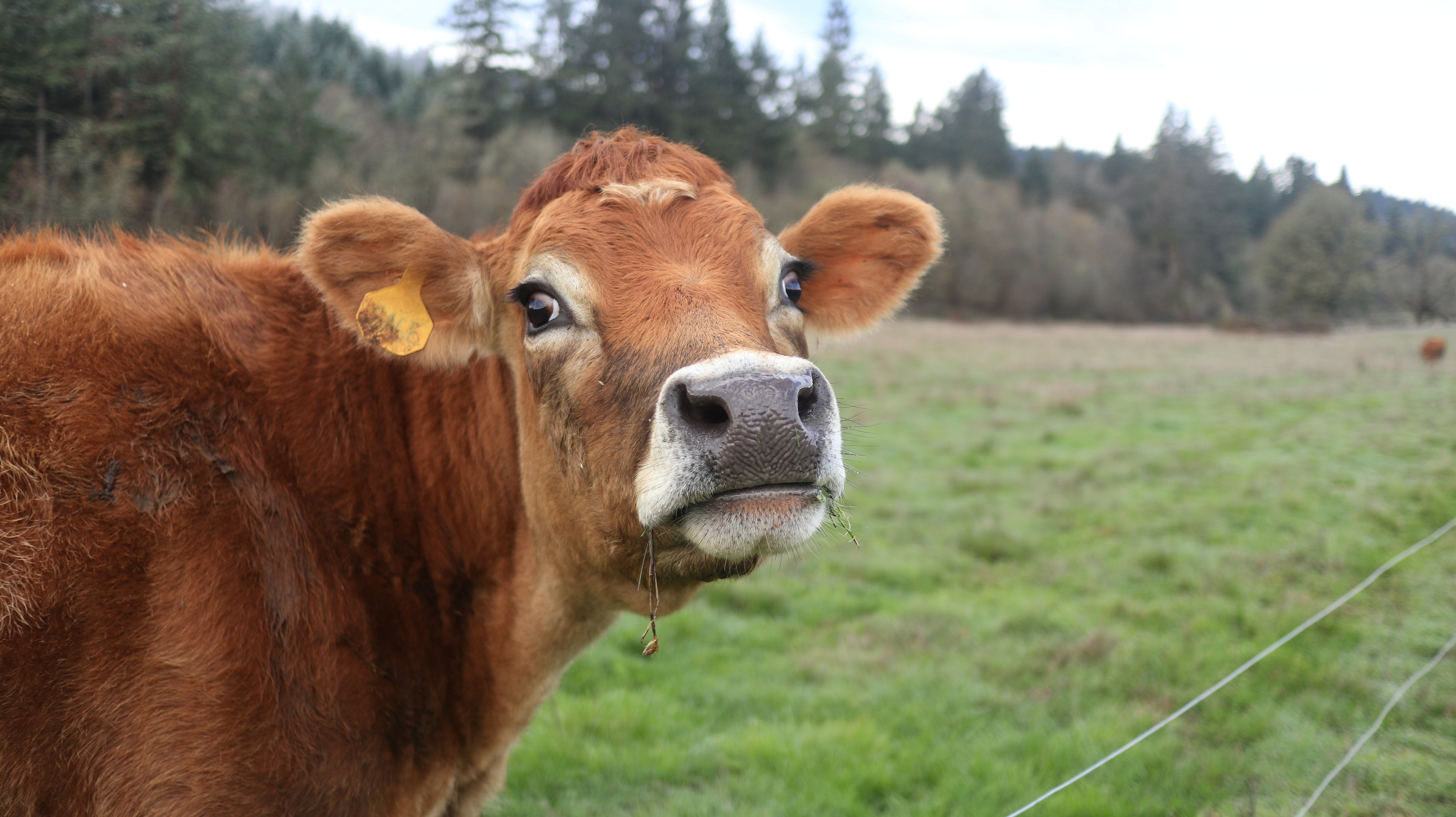 Ww2 808846 Cow Photos, Download The BEST Free Ww2 808846 Cow Stock ...