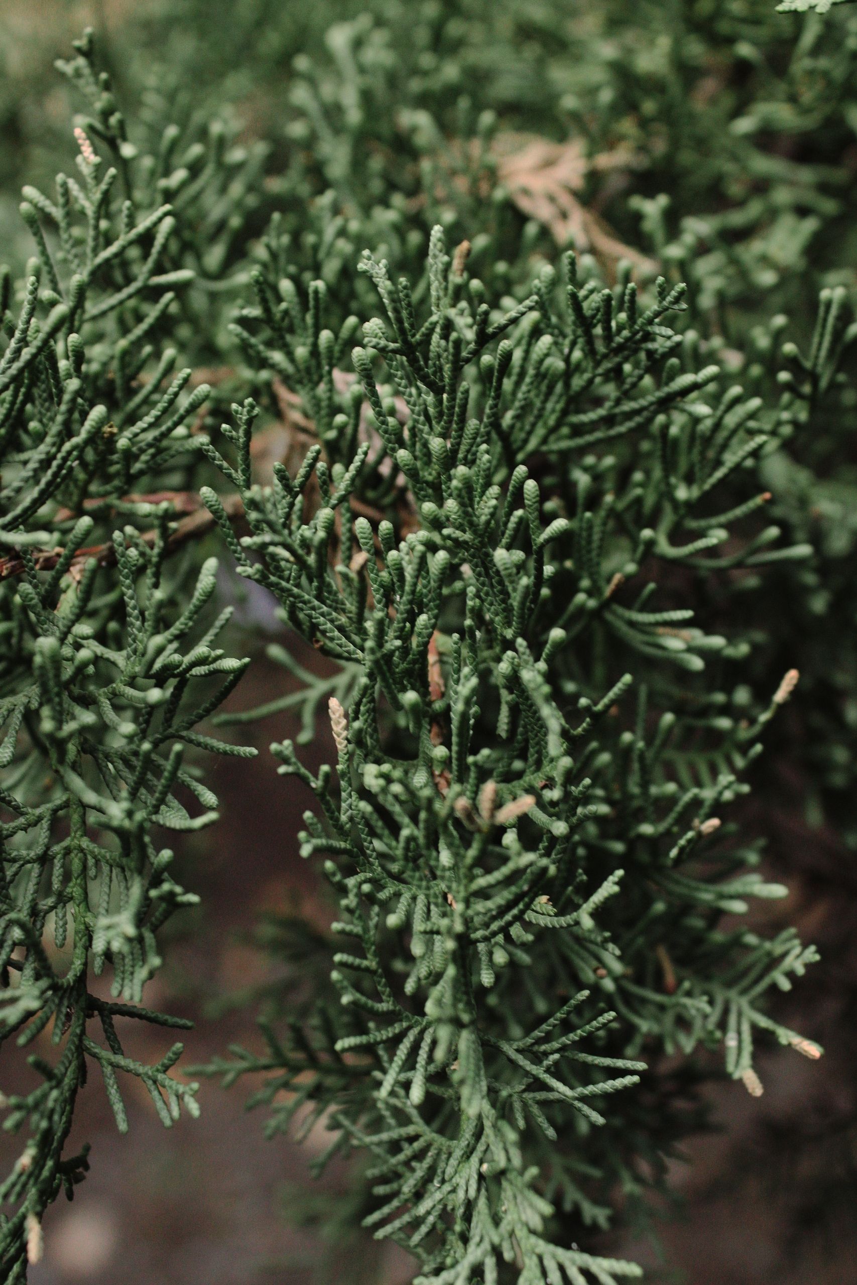 Close-up View of Lush Green Cedar Foliage · Free Stock Photo