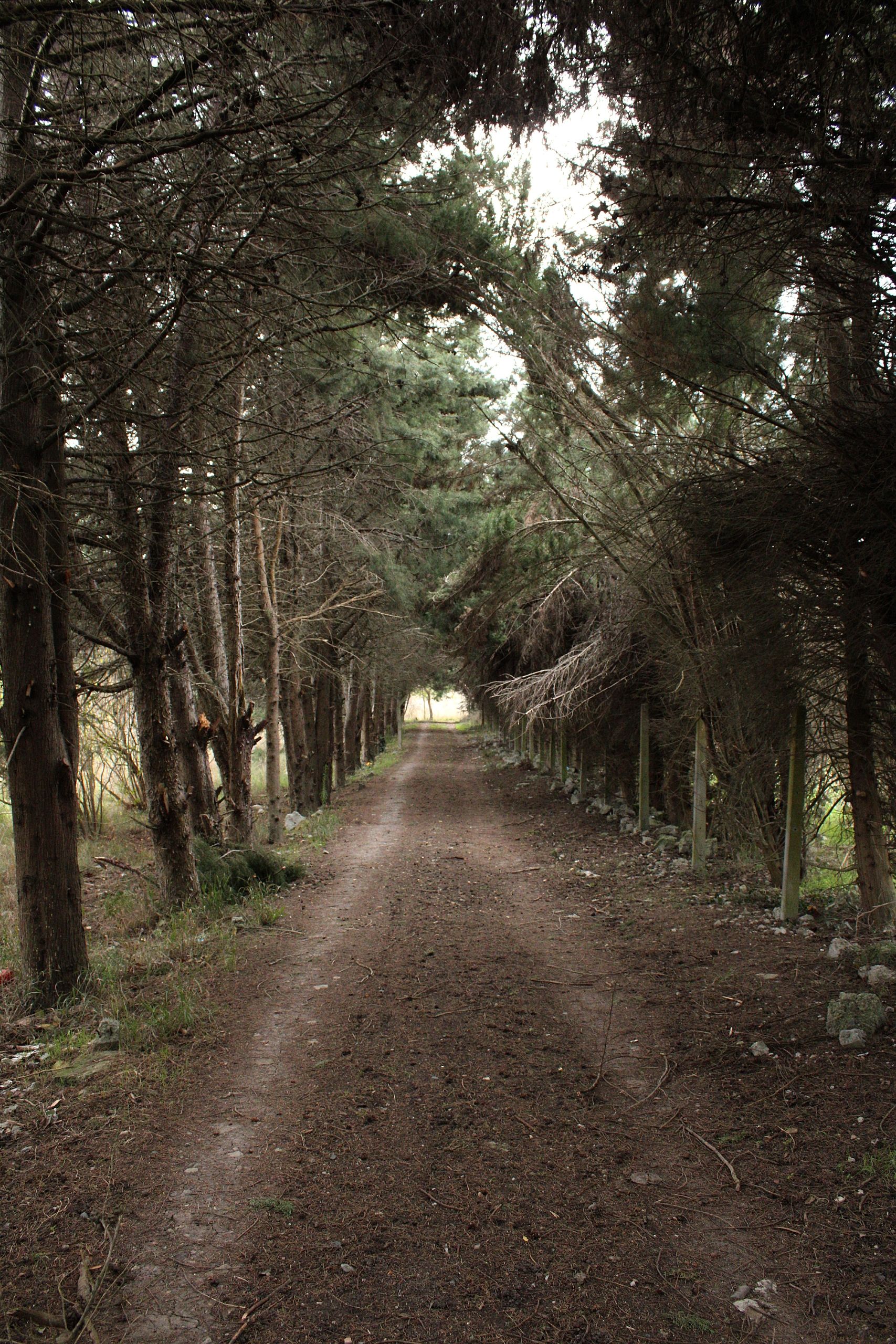 Serene Forest Pathway Under Tree Arch · Free Stock Photo