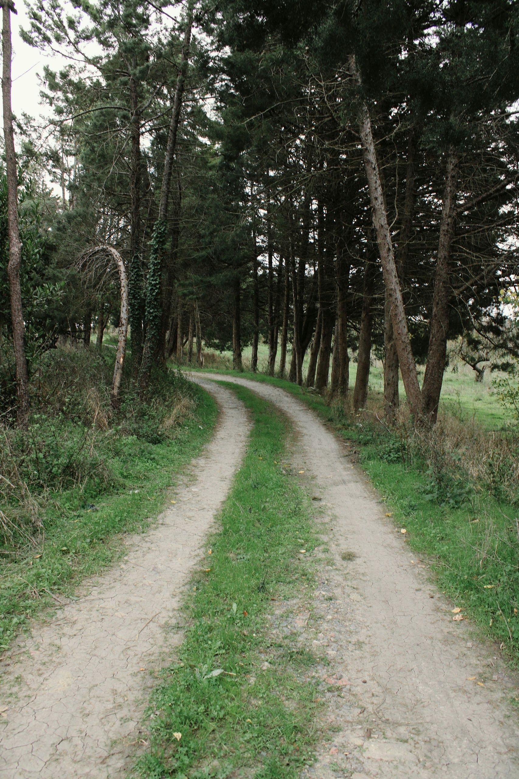 Secluded Forest Path in Tranquil Setting · Free Stock Photo