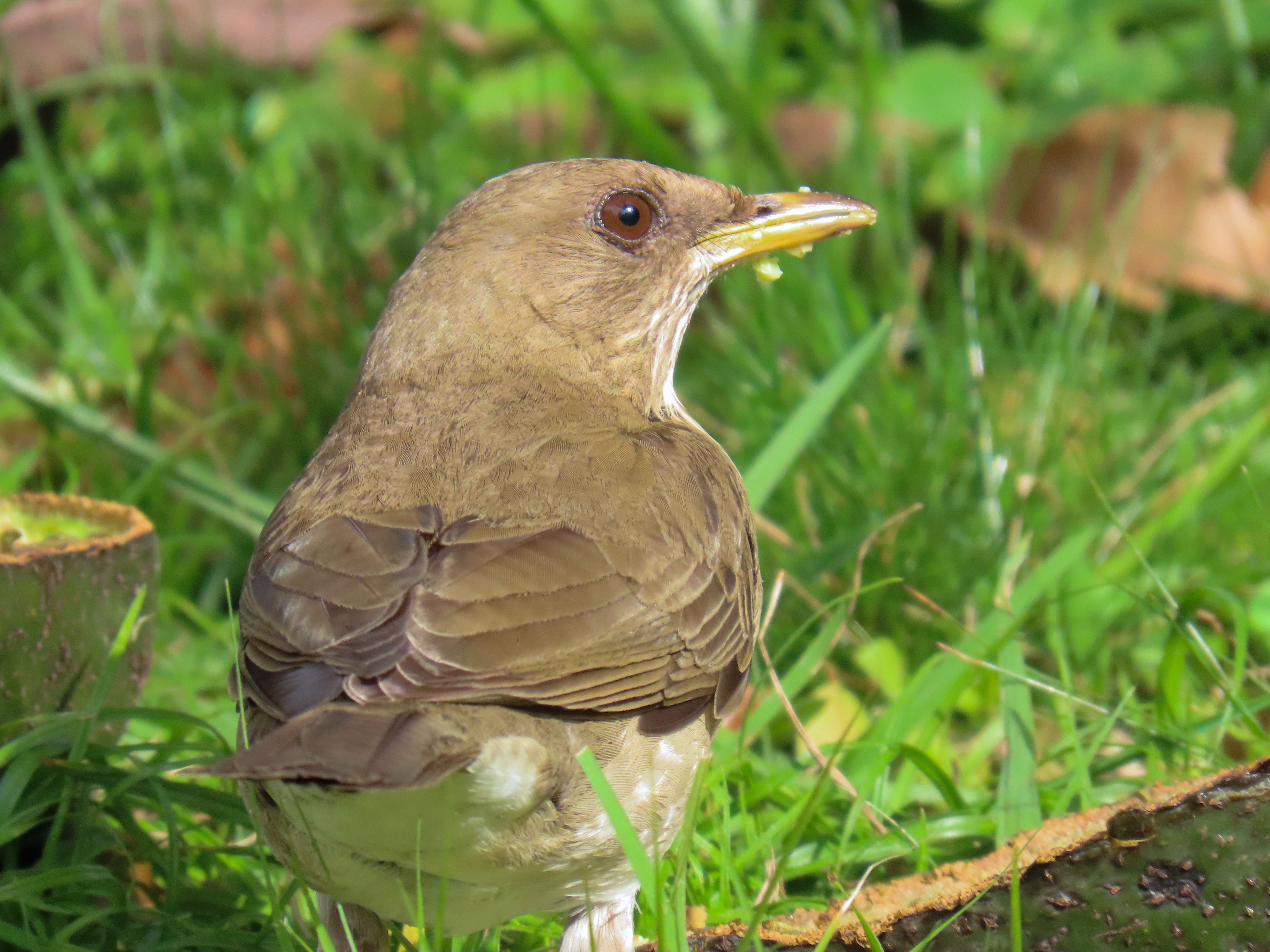 Close-up of a Bird in Santa Maria, Brazil · Free Stock Photo