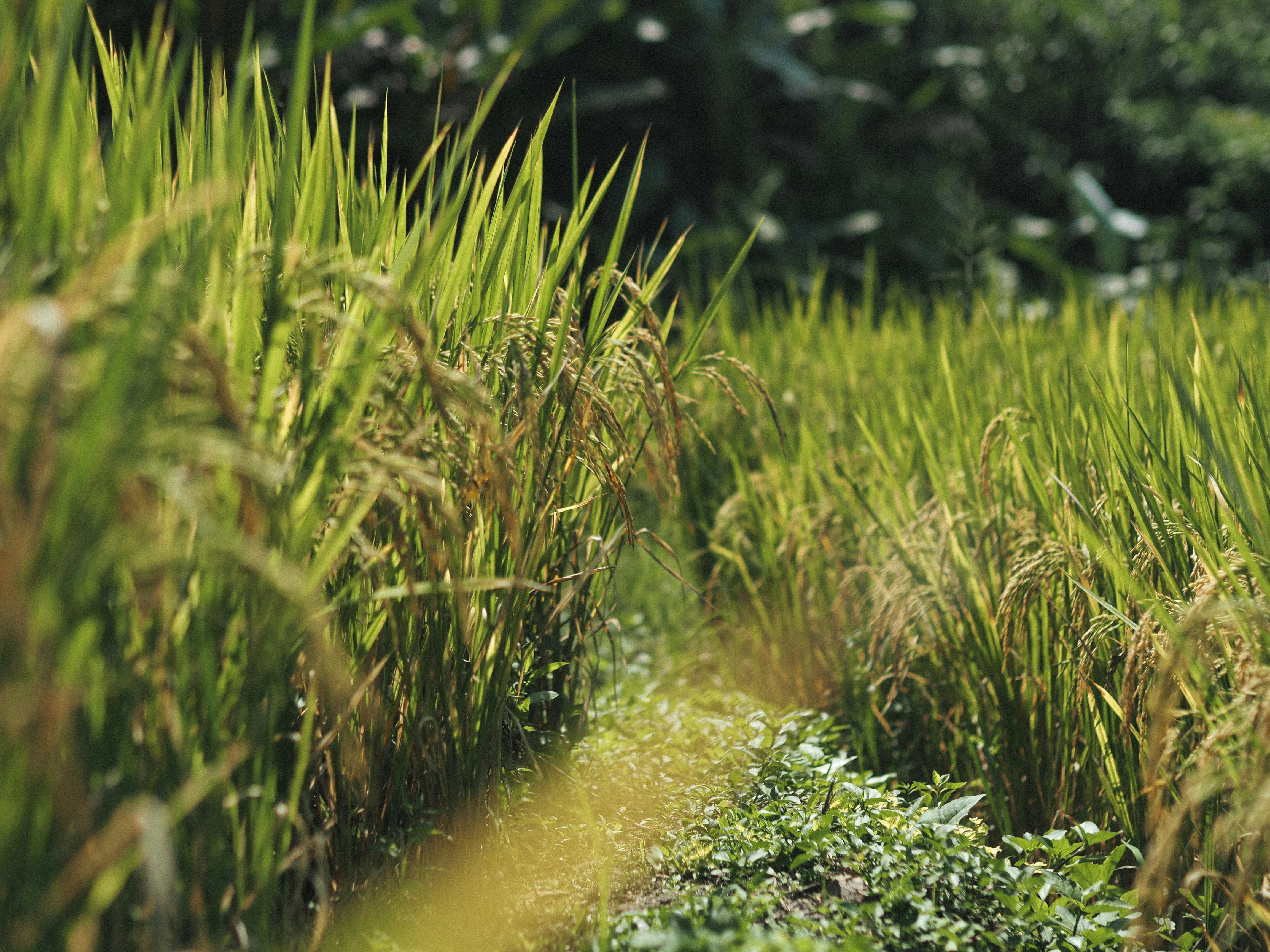 Paddy Crop Photos, Download The BEST Free Paddy Crop Stock Photos & HD ...