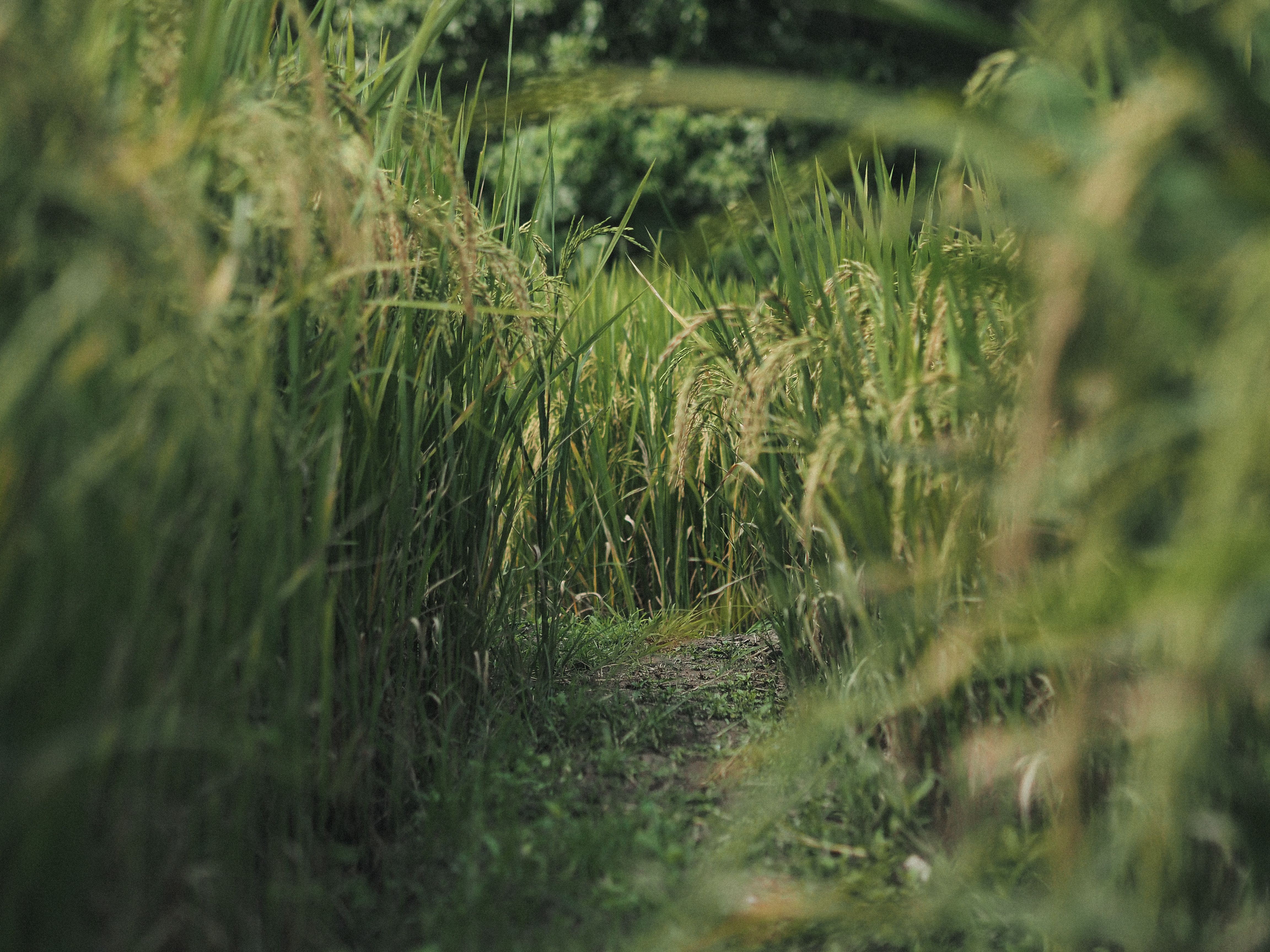 Pathway through Lush Green Rice Field Landscape · Free Stock Photo