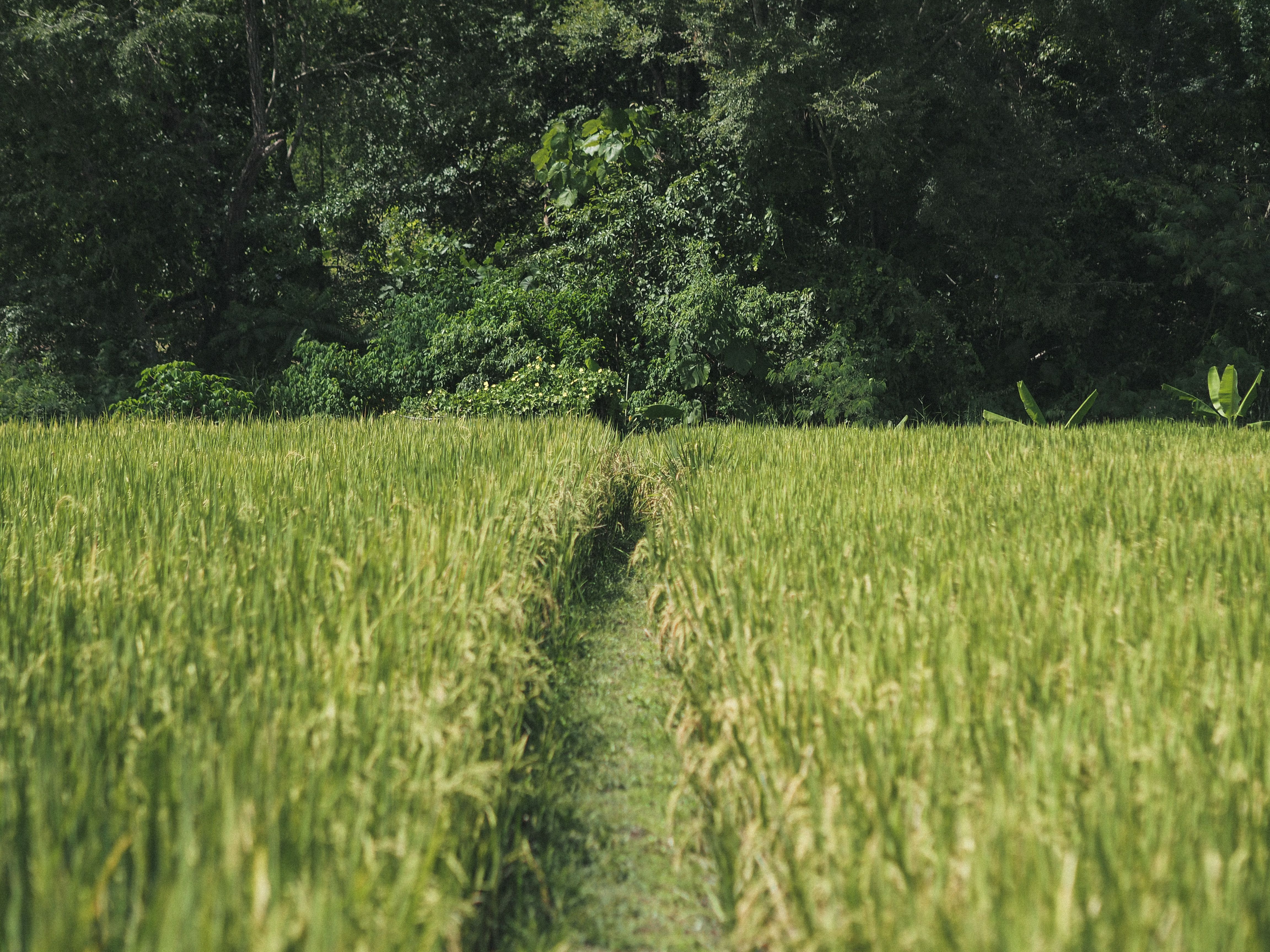 Lush Green Rice Field Pathway in Summer · Free Stock Photo