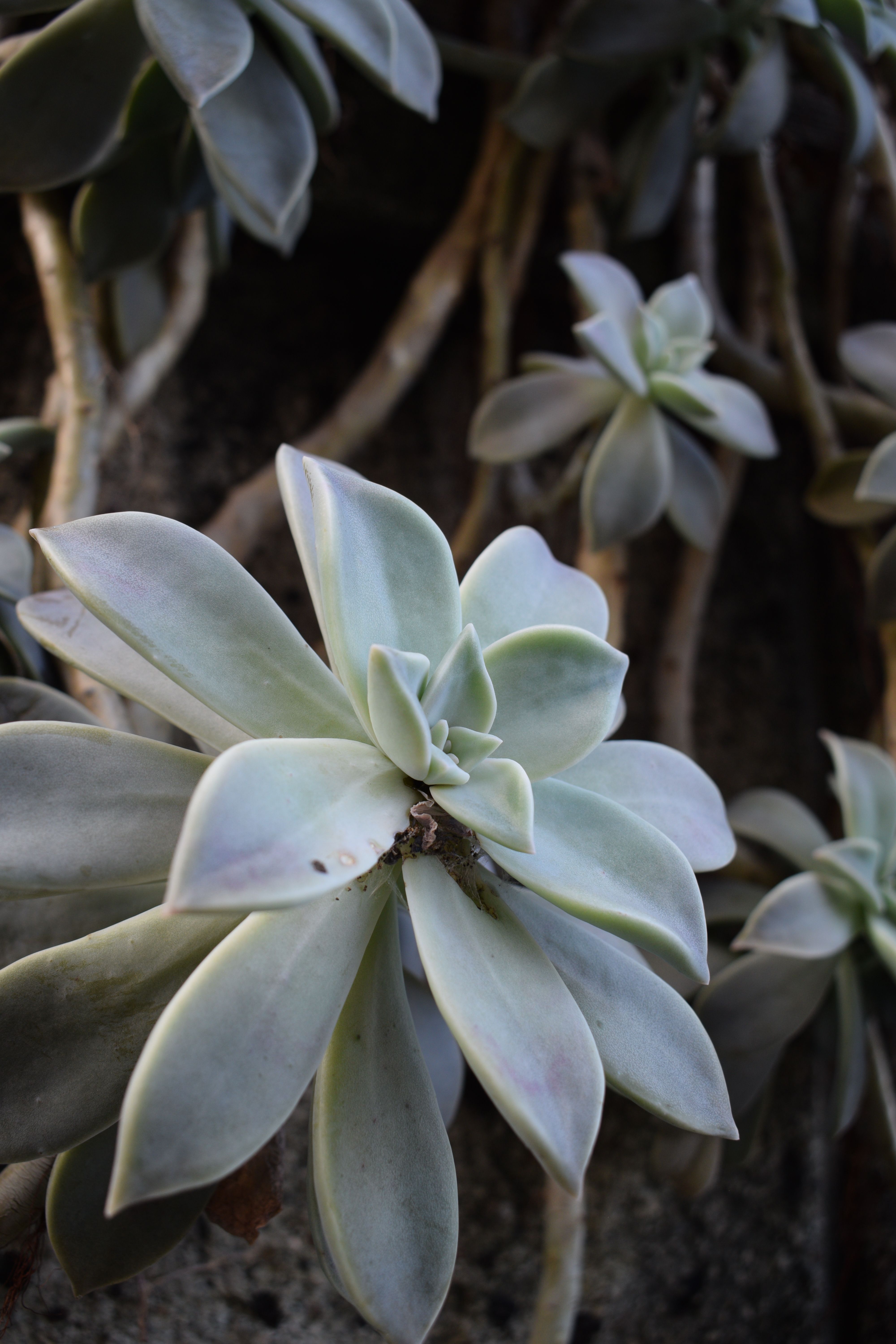 Agave Plant In Close up View · Free Stock Photo