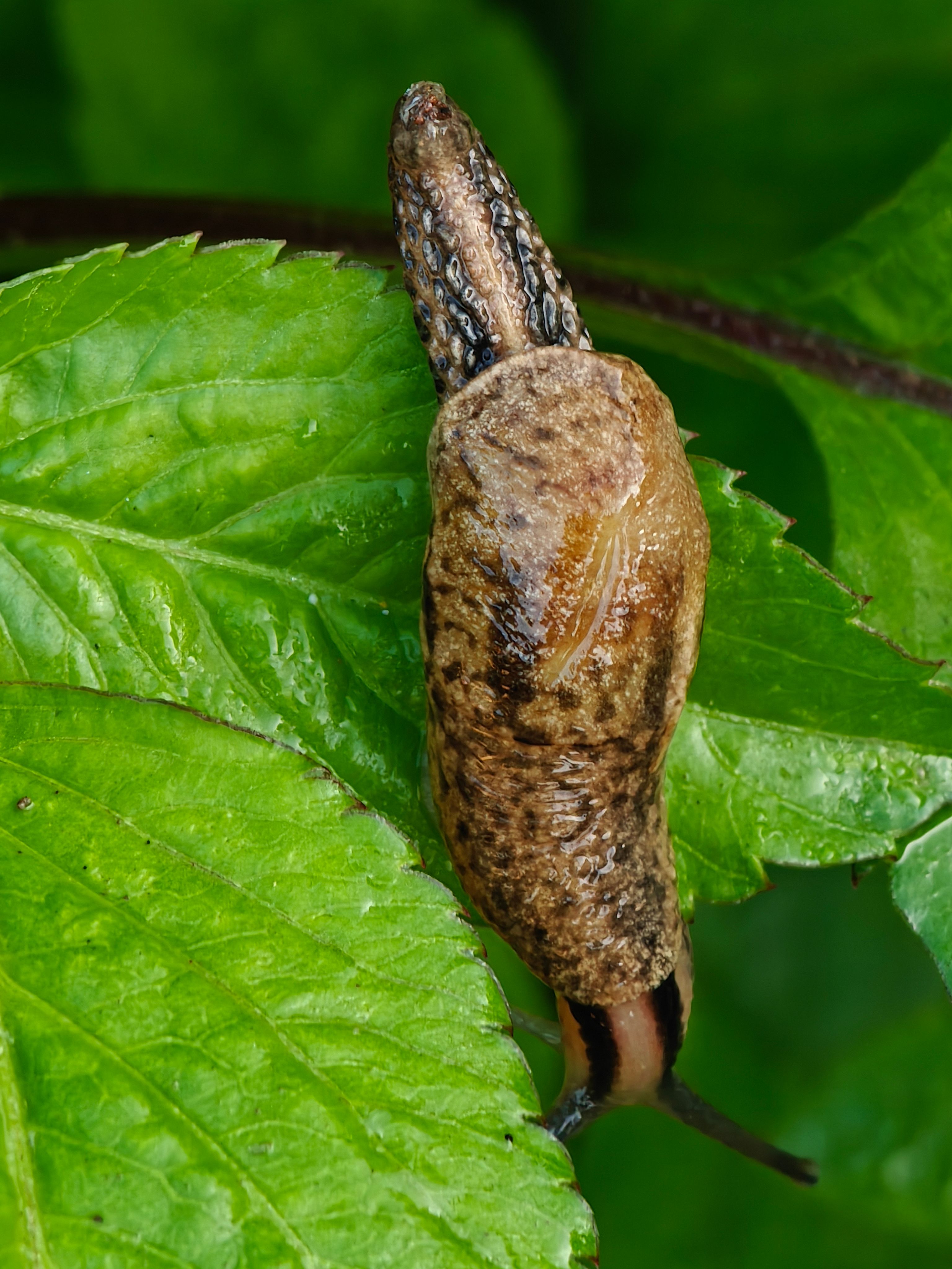 Detailed Image of Leopard Slug on Leaf · Free Stock Photo