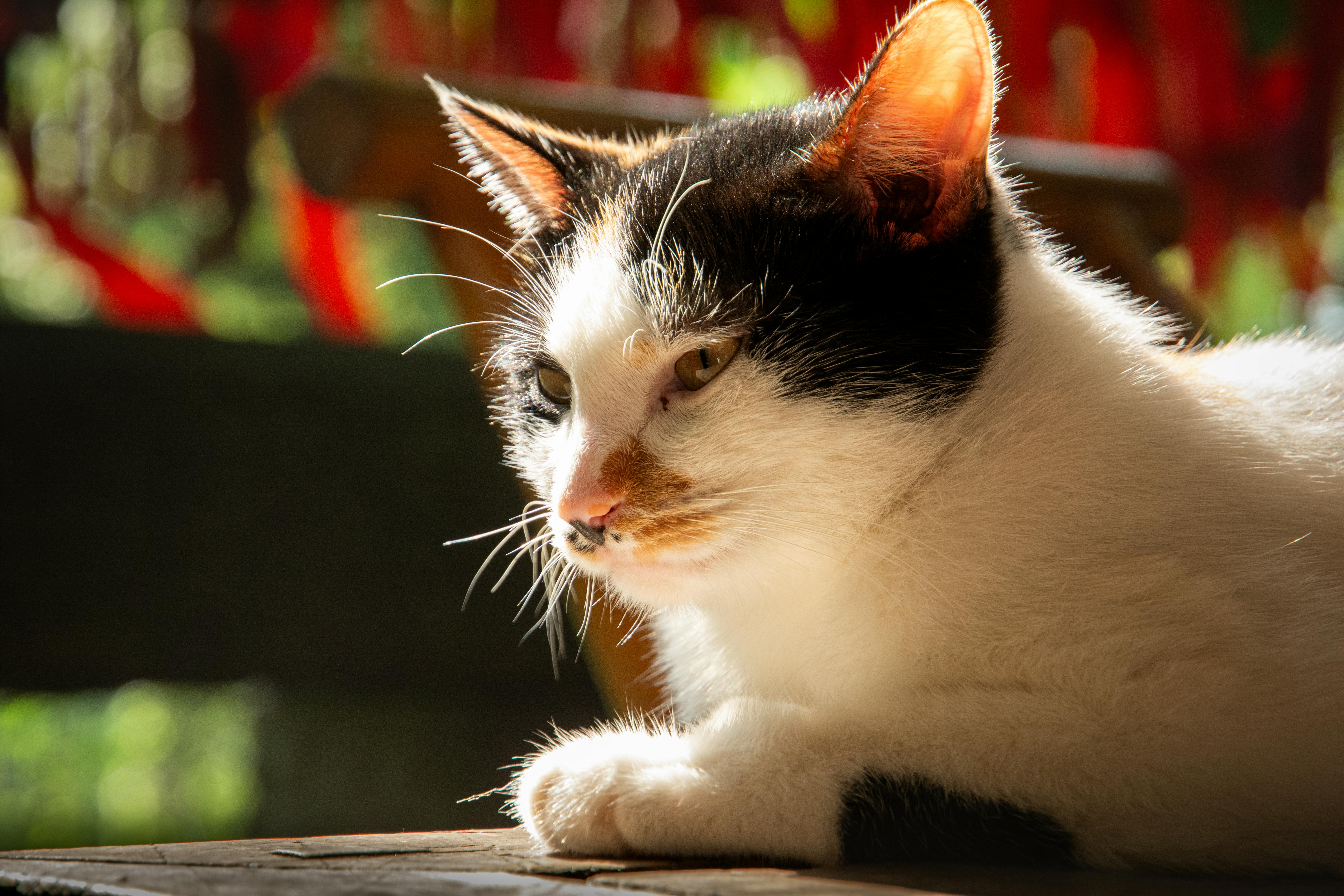 Cute+Budding+Tween+Girl Photos, Download The BEST Free Cute+Budding ...