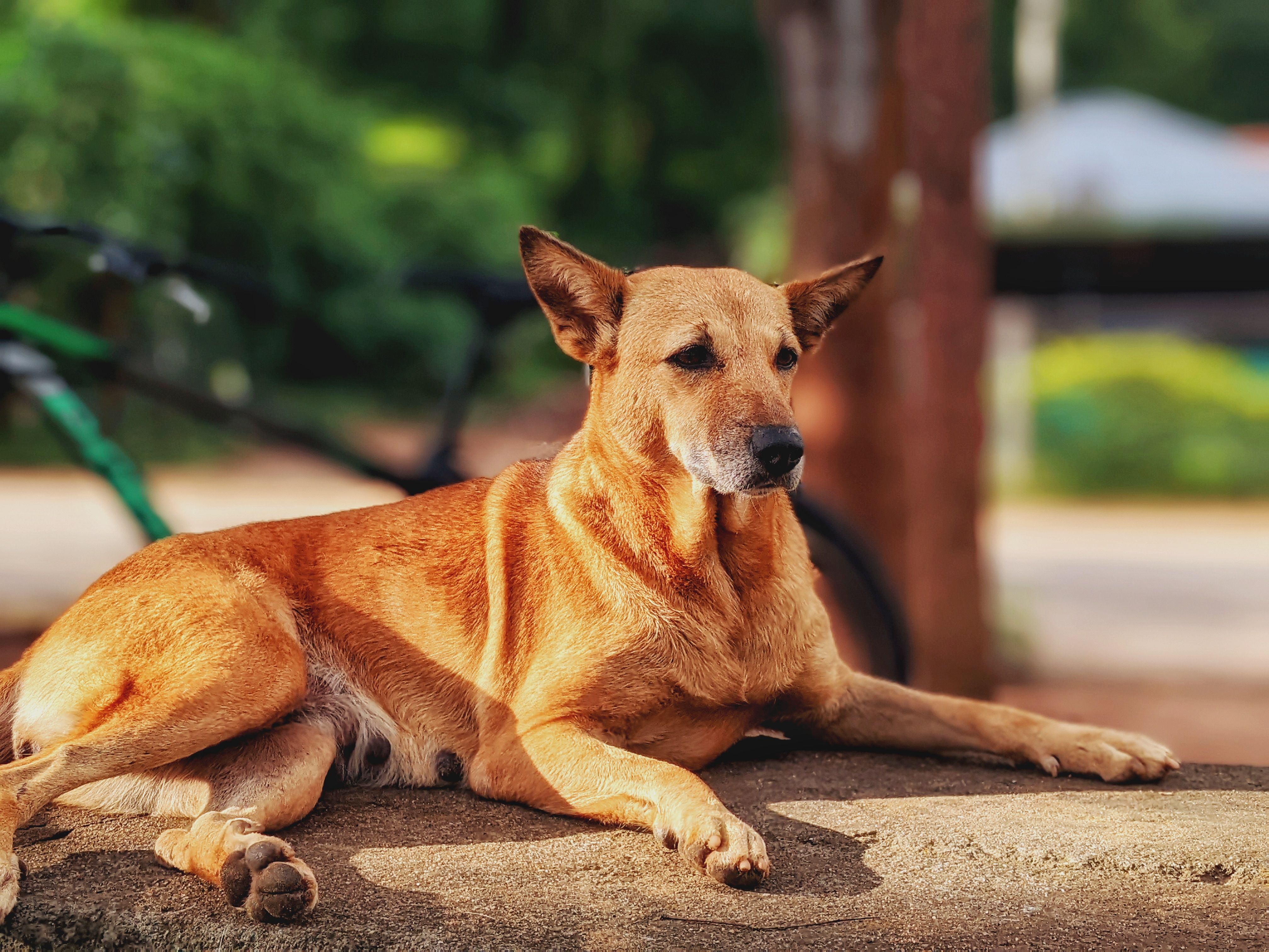 Charming Brown Dog Lying on Lush Green Field · Free Stock Photo