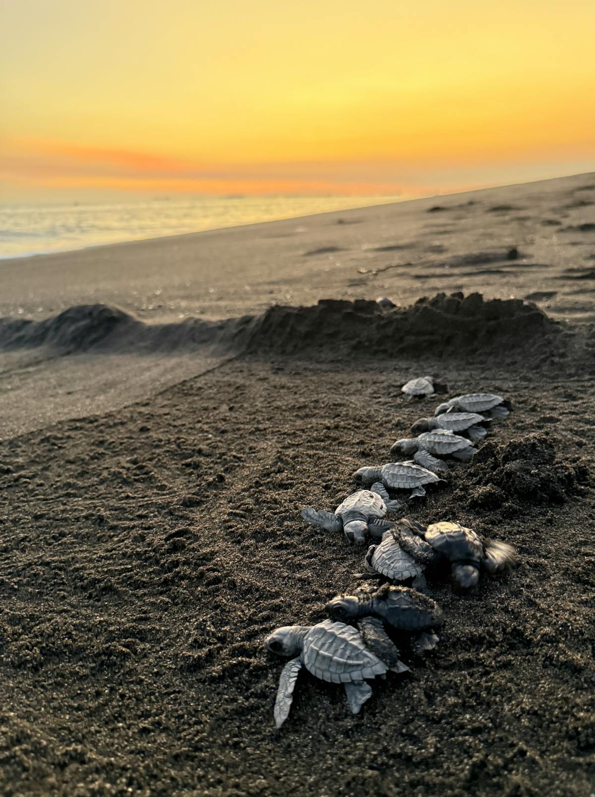 2 Turtle Doves Photos, Download The BEST Free 2 Turtle Doves Stock ...