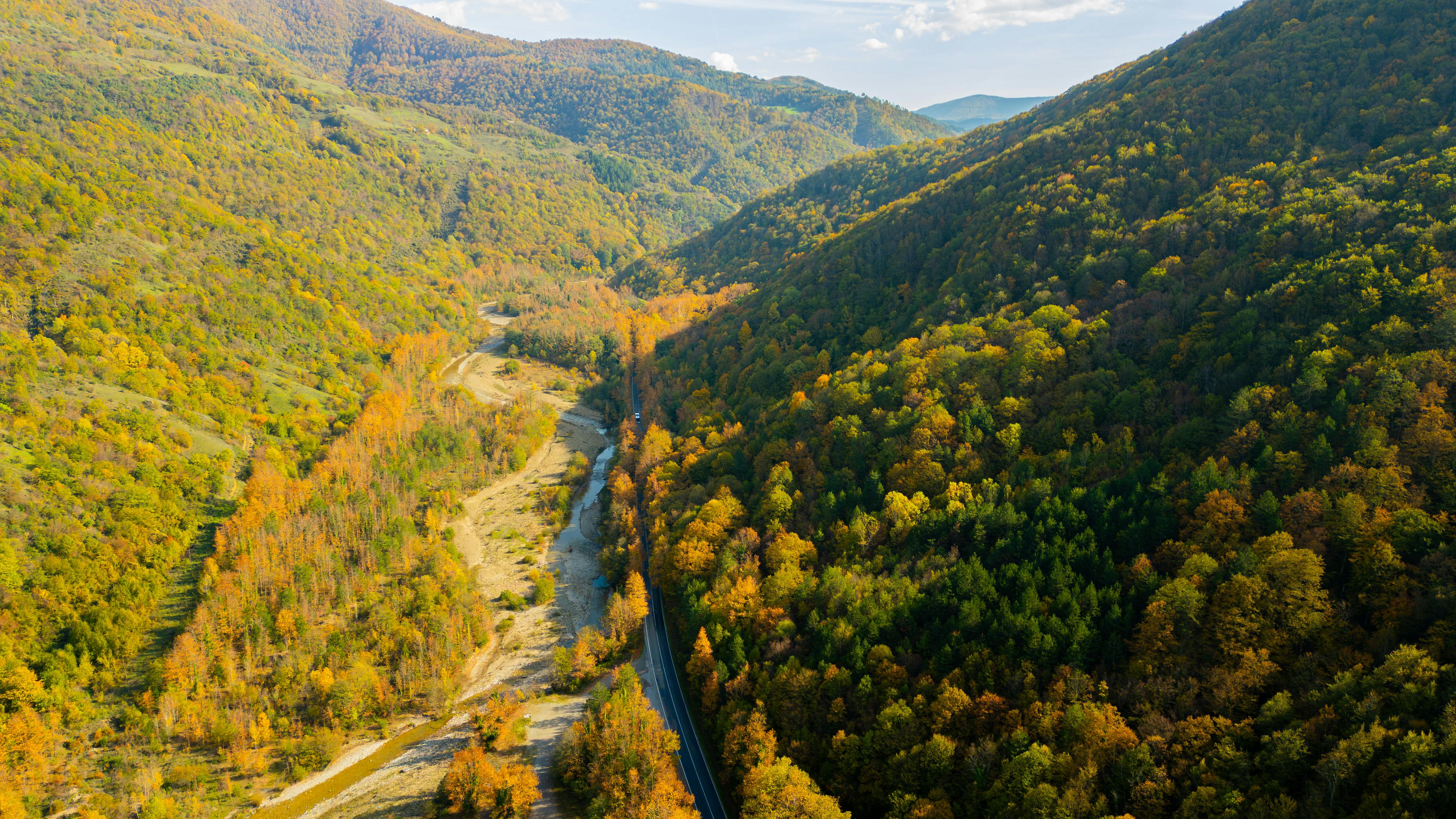 Aerial View Of Swans Photos, Download The BEST Free Aerial View Of ...