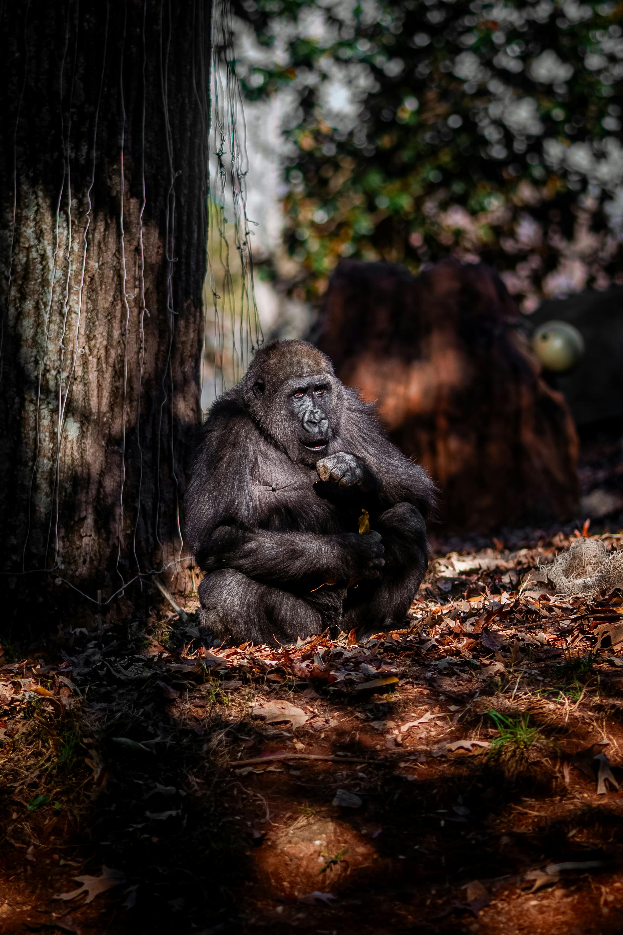 1,514,130+以上の無料デスクトップ+壁紙+仕事効率化+無料画像