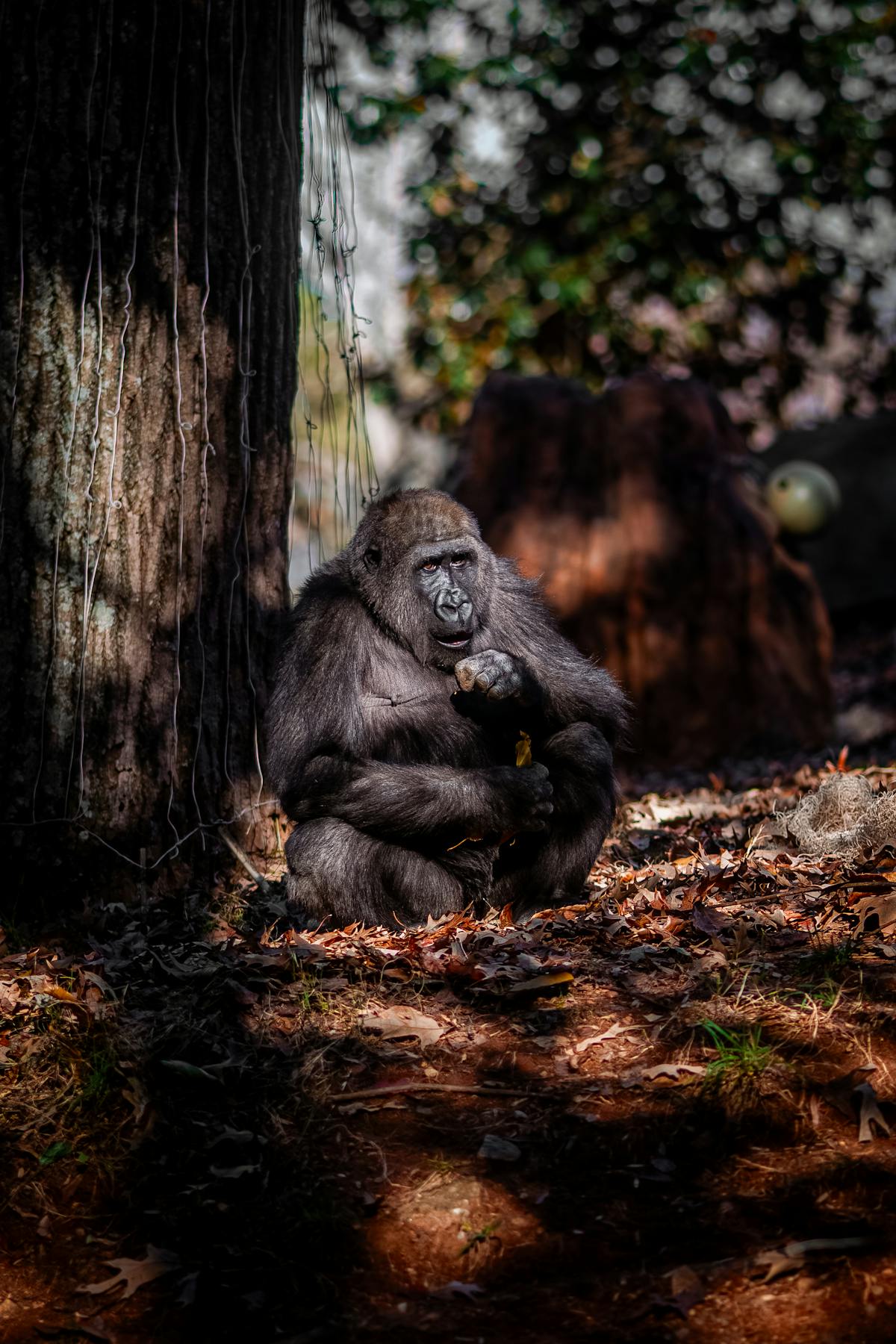 Free+Screensavers+Without+Downloading Photos, Download The BEST Free ...