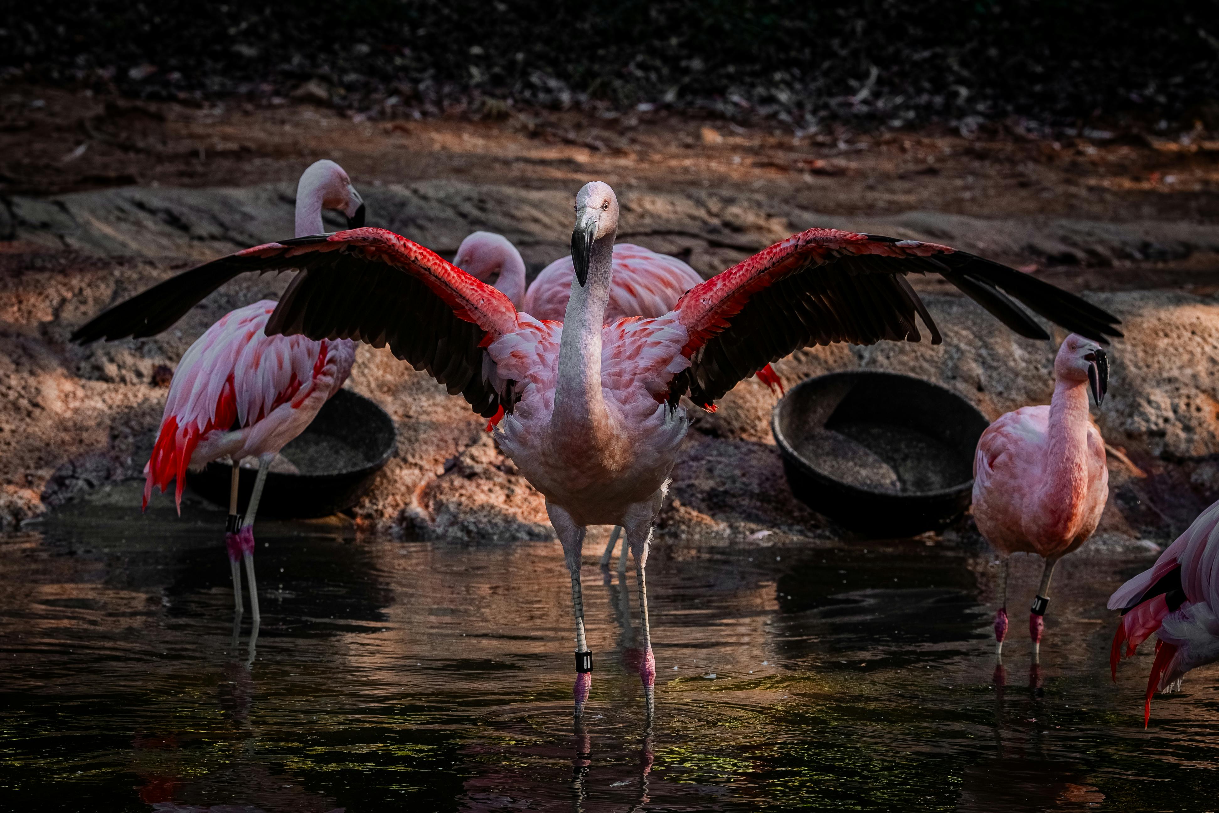 Royalty Free Couples Images Photos, Download The BEST Free Royalty Free ...