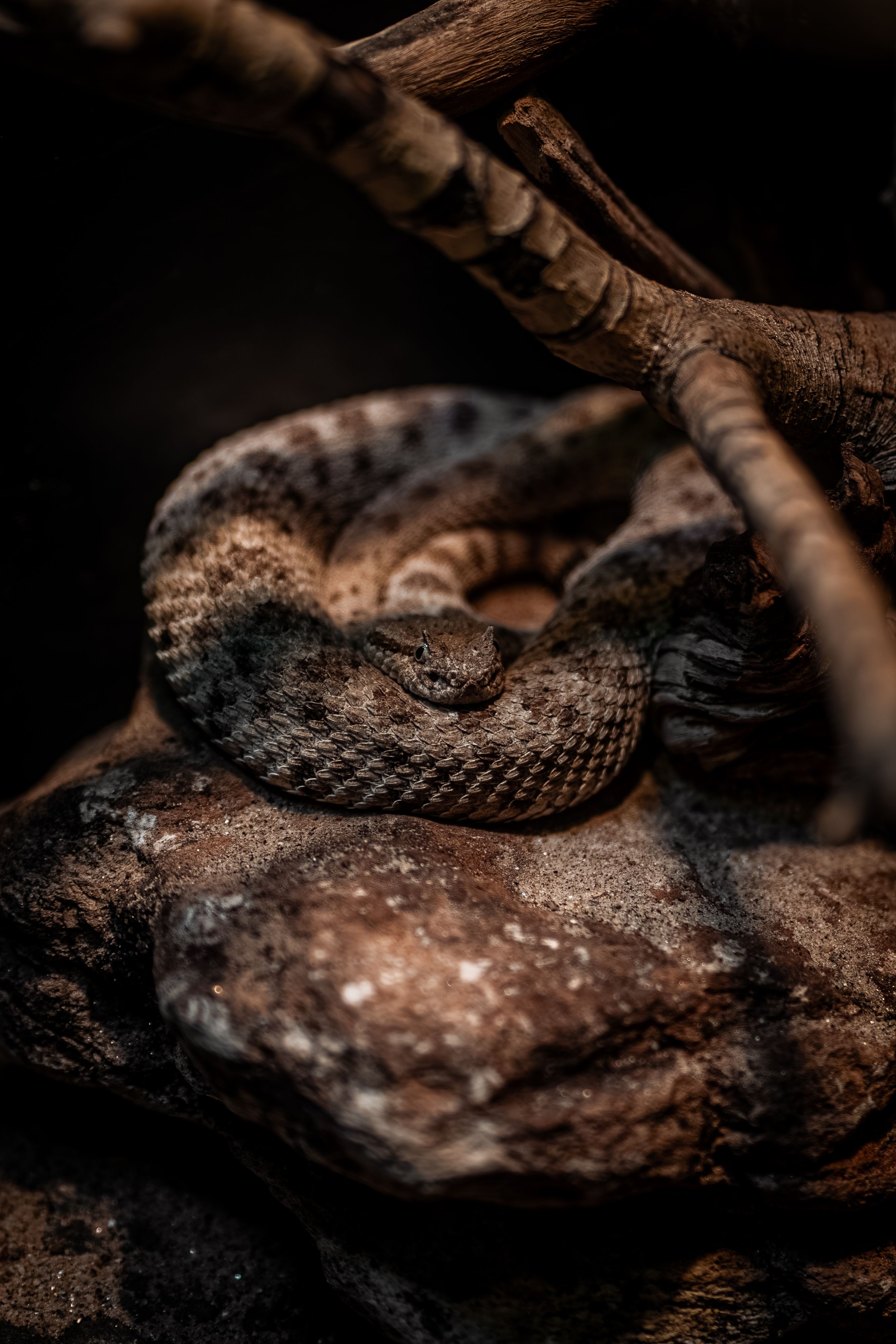 Snakes 4k Wallpaper Photos, Download The BEST Free Snakes 4k Wallpaper ...