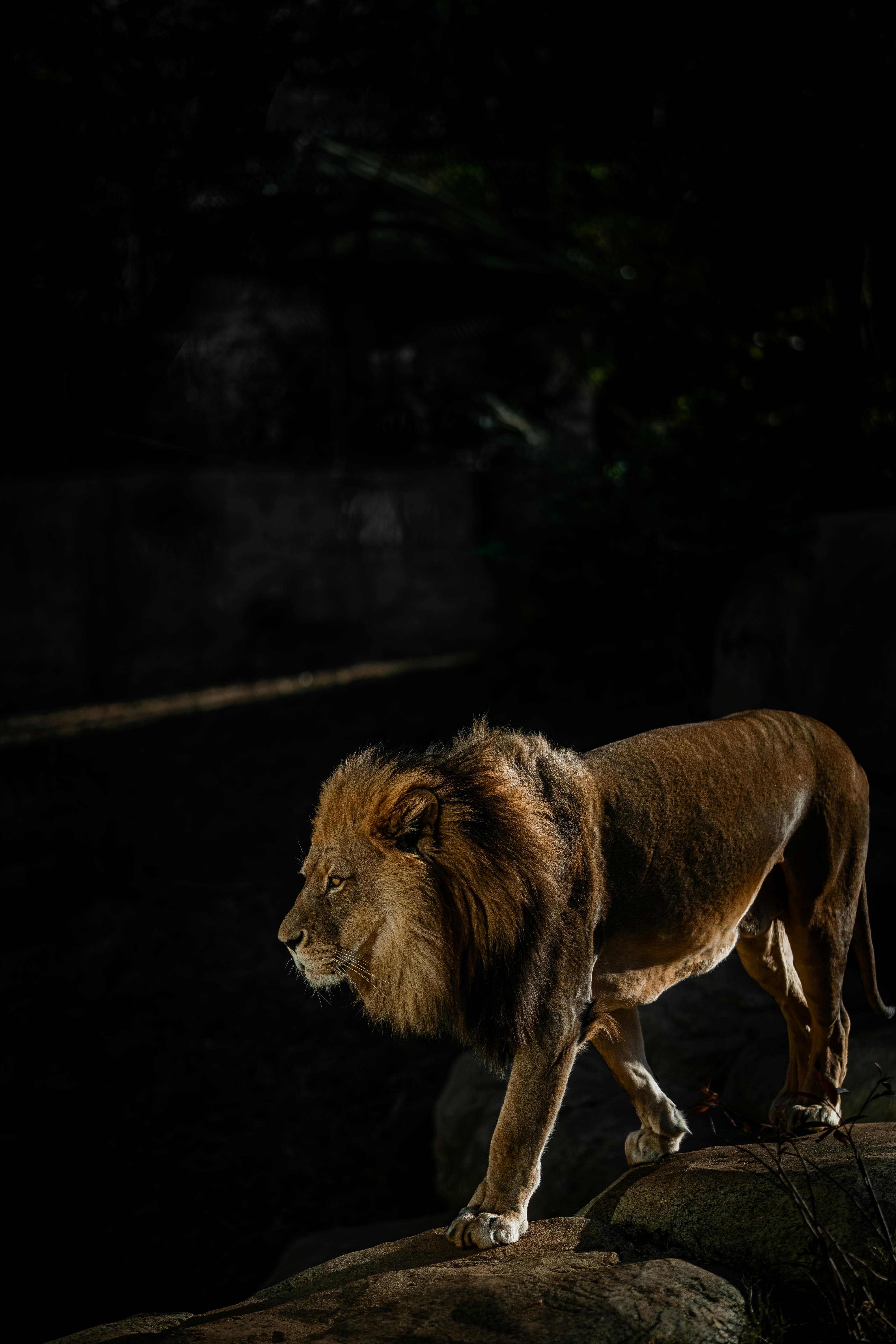 Low Resolution Cat Photos, Download The BEST Free Low Resolution Cat ...