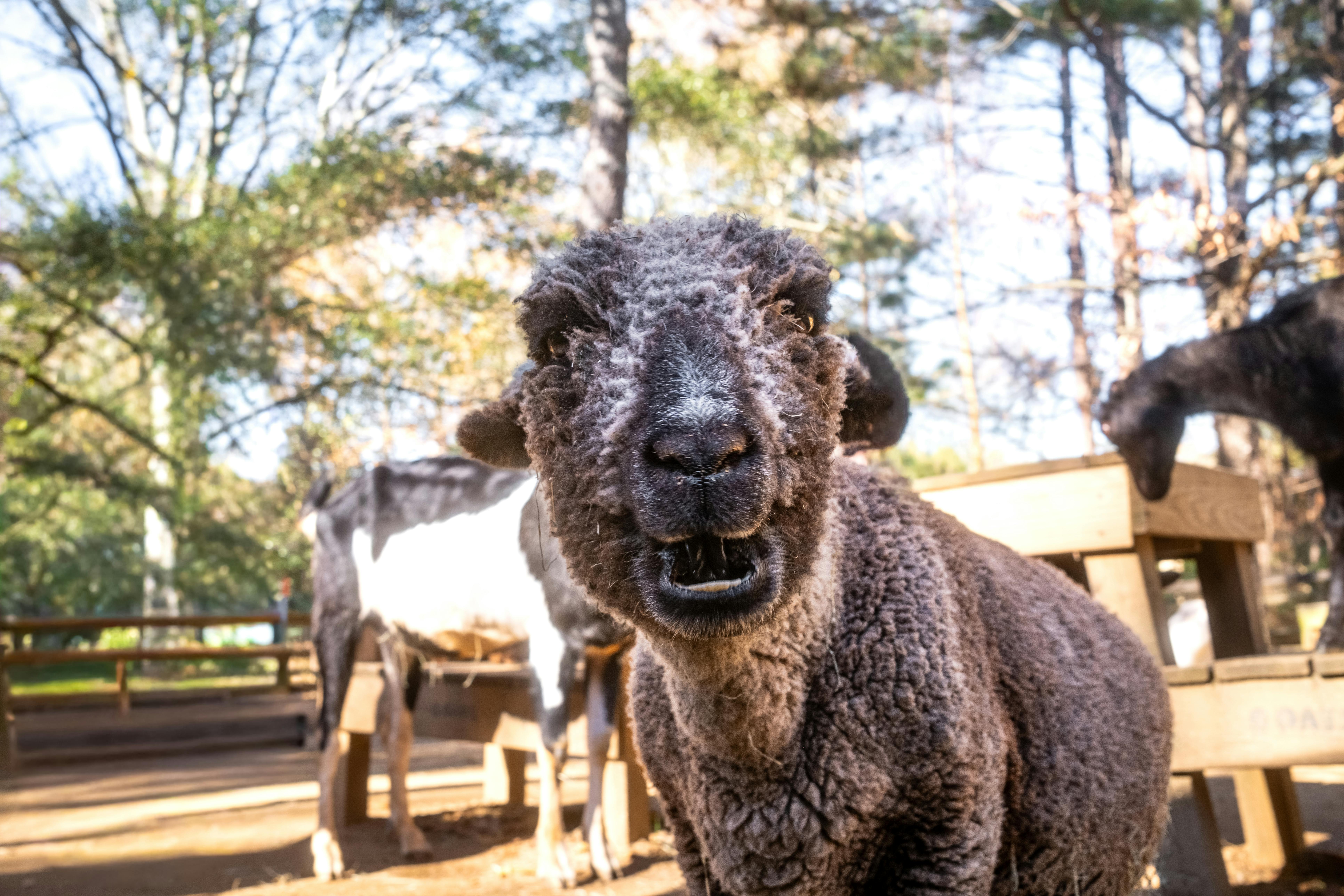 Sheep Png No Background Photos, Download The BEST Free Sheep Png No ...