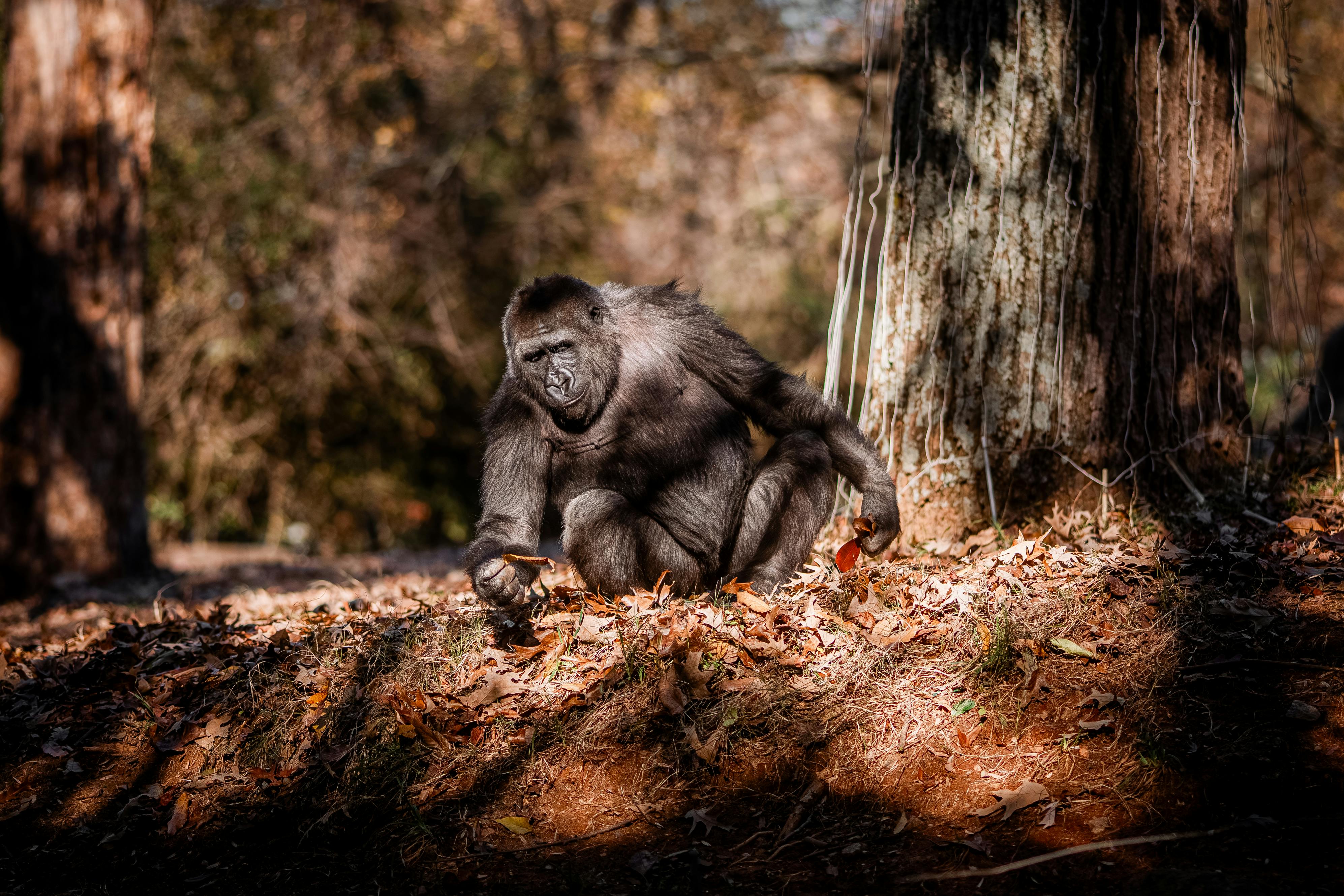 Balatro+Download+Torr Photos, Download The BEST Free Balatro+Download ...