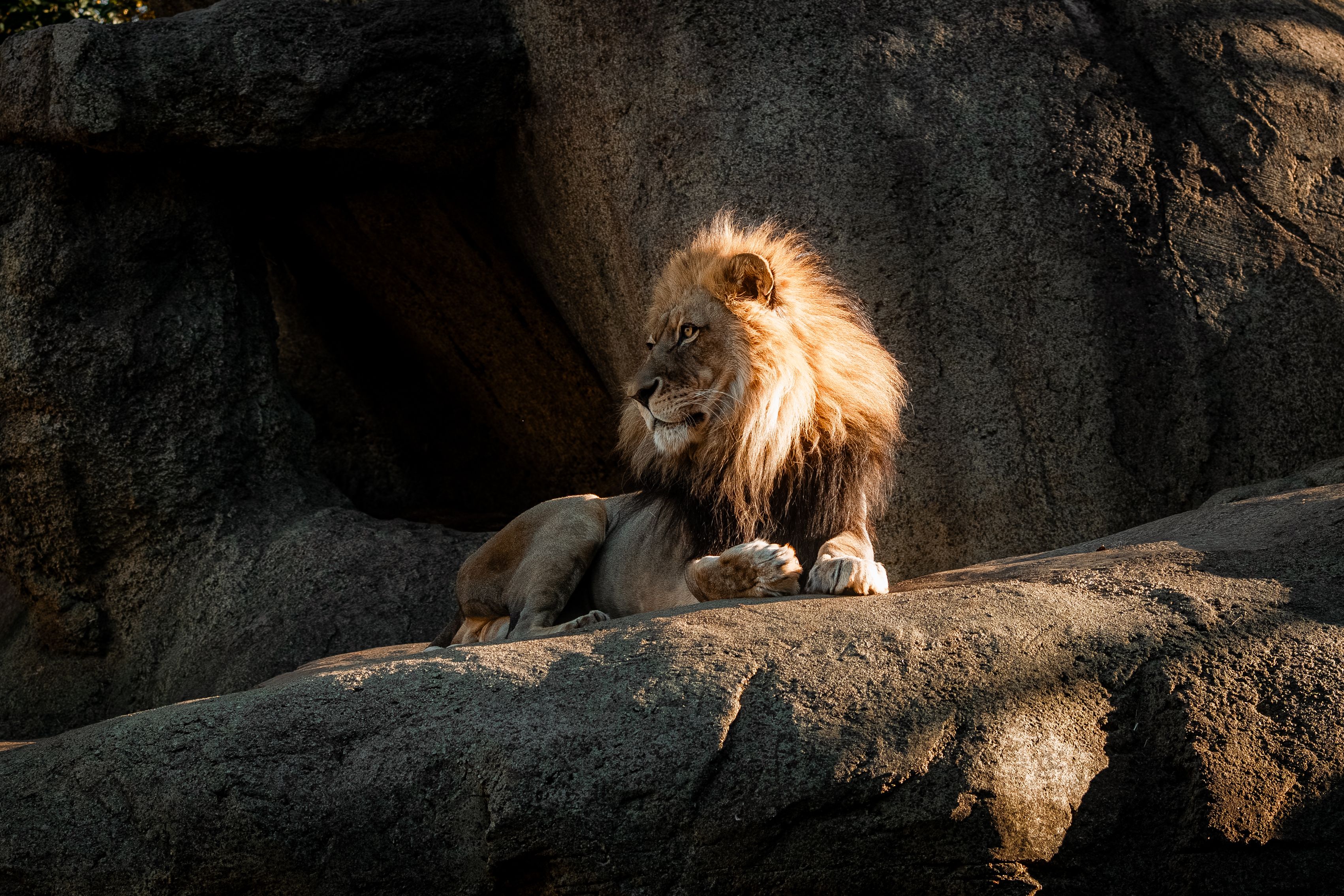 Lion In Wild Photos, Download The BEST Free Lion In Wild Stock Photos ...