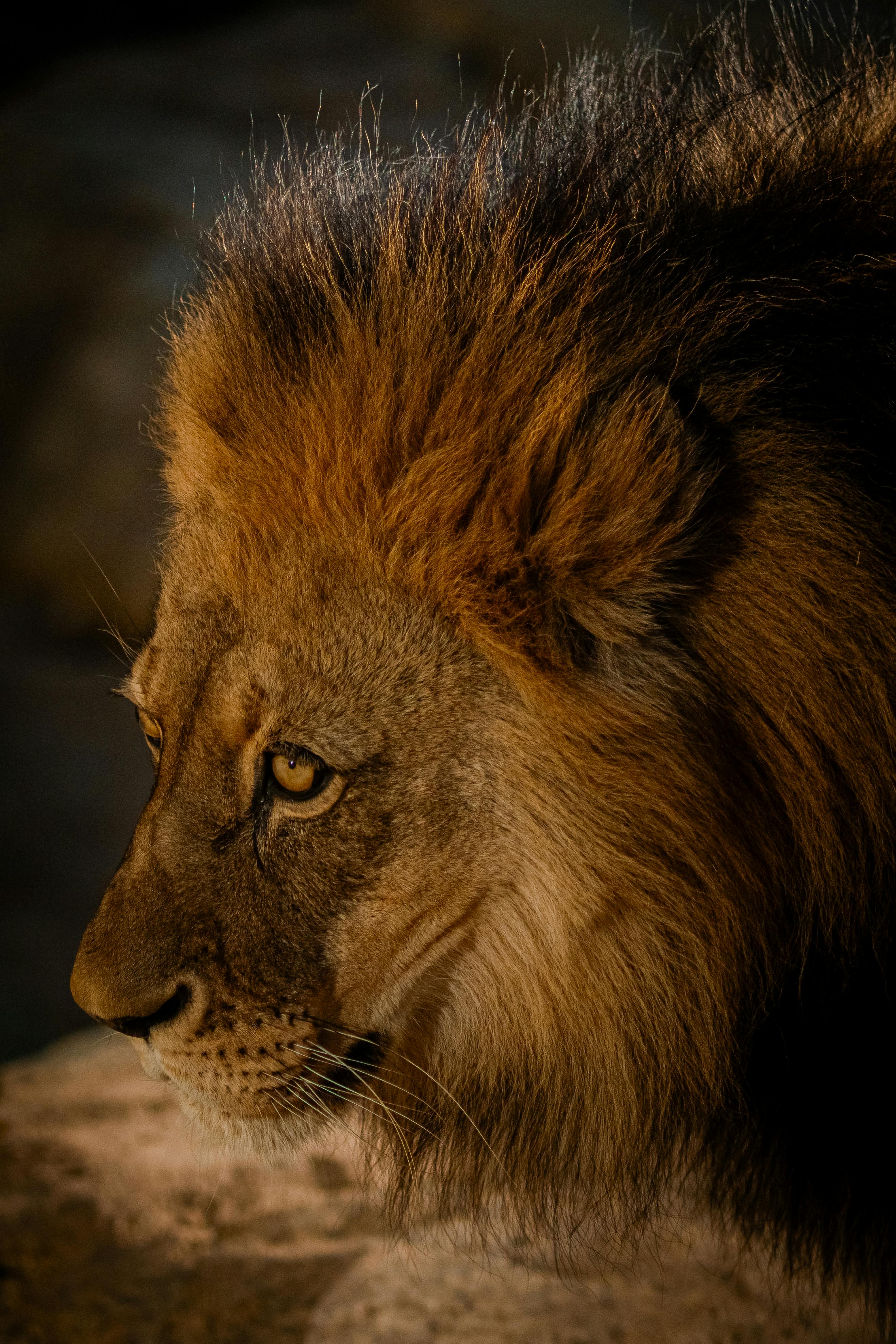 Download+Nest+Video Photos, Download The BEST Free Download+Nest+Video ...