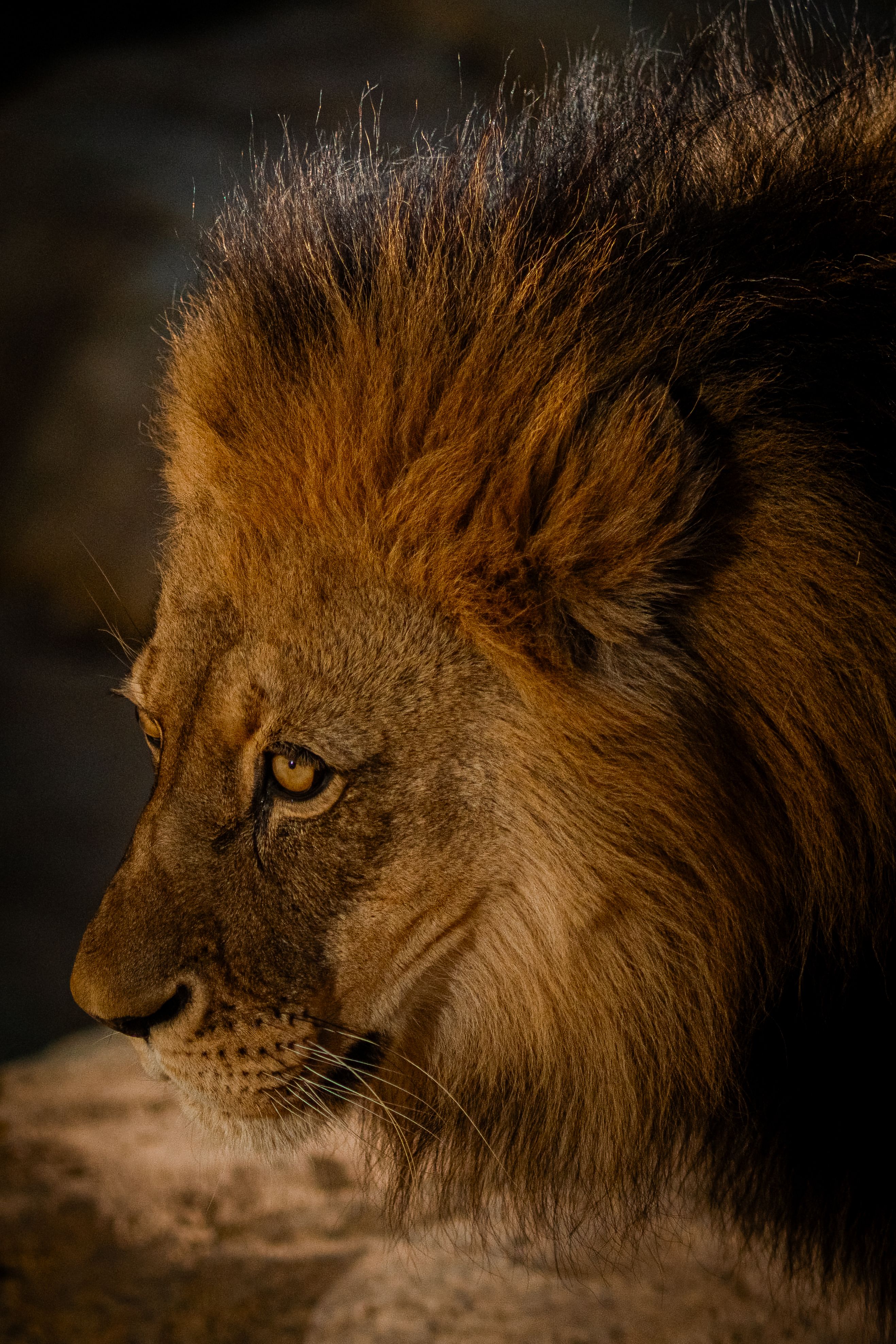 Lion Images Photos, Download The BEST Free Lion Images Stock Photos ...
