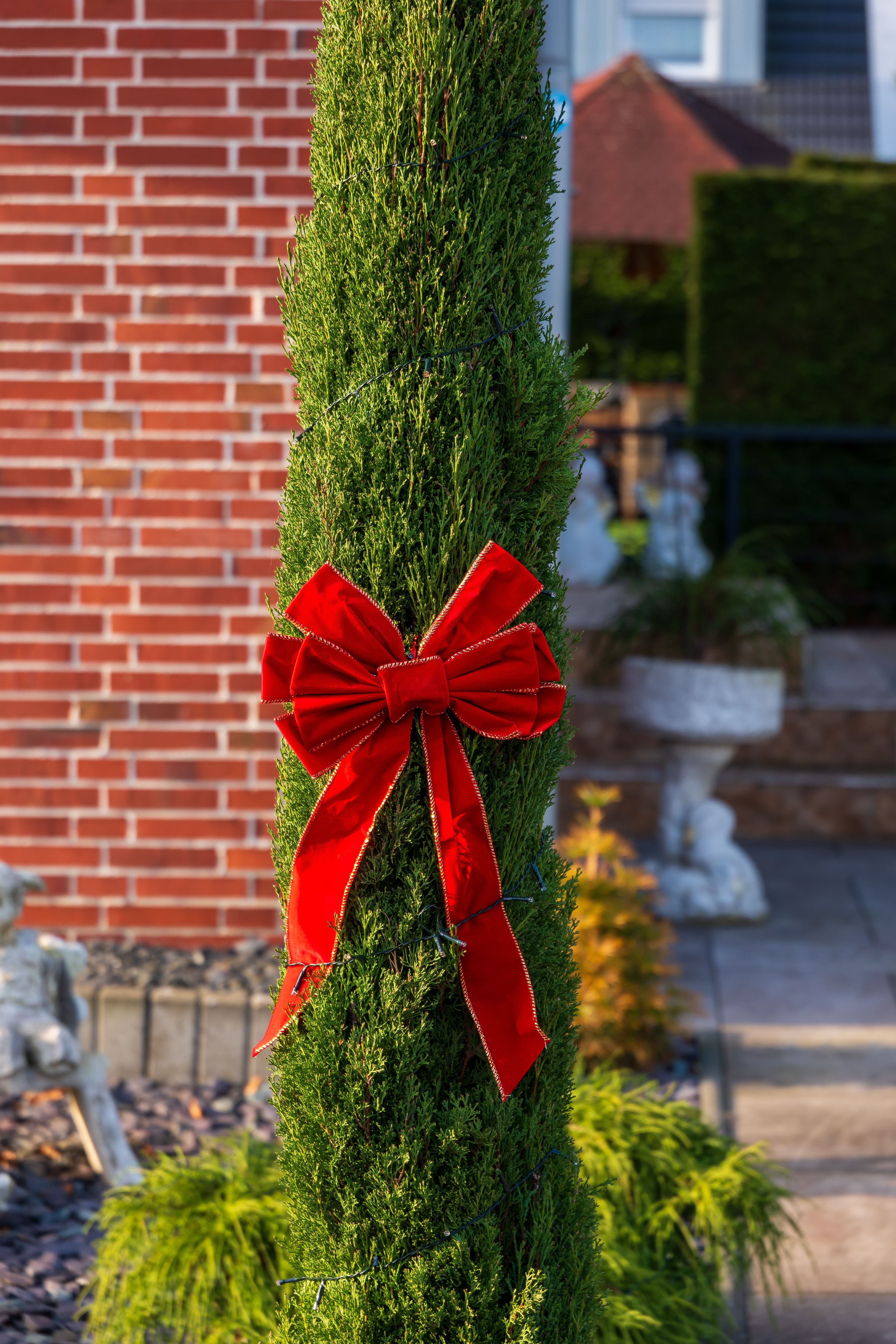 Festive Cypress Tree with Red Bow Outdoors · Free Stock Photo