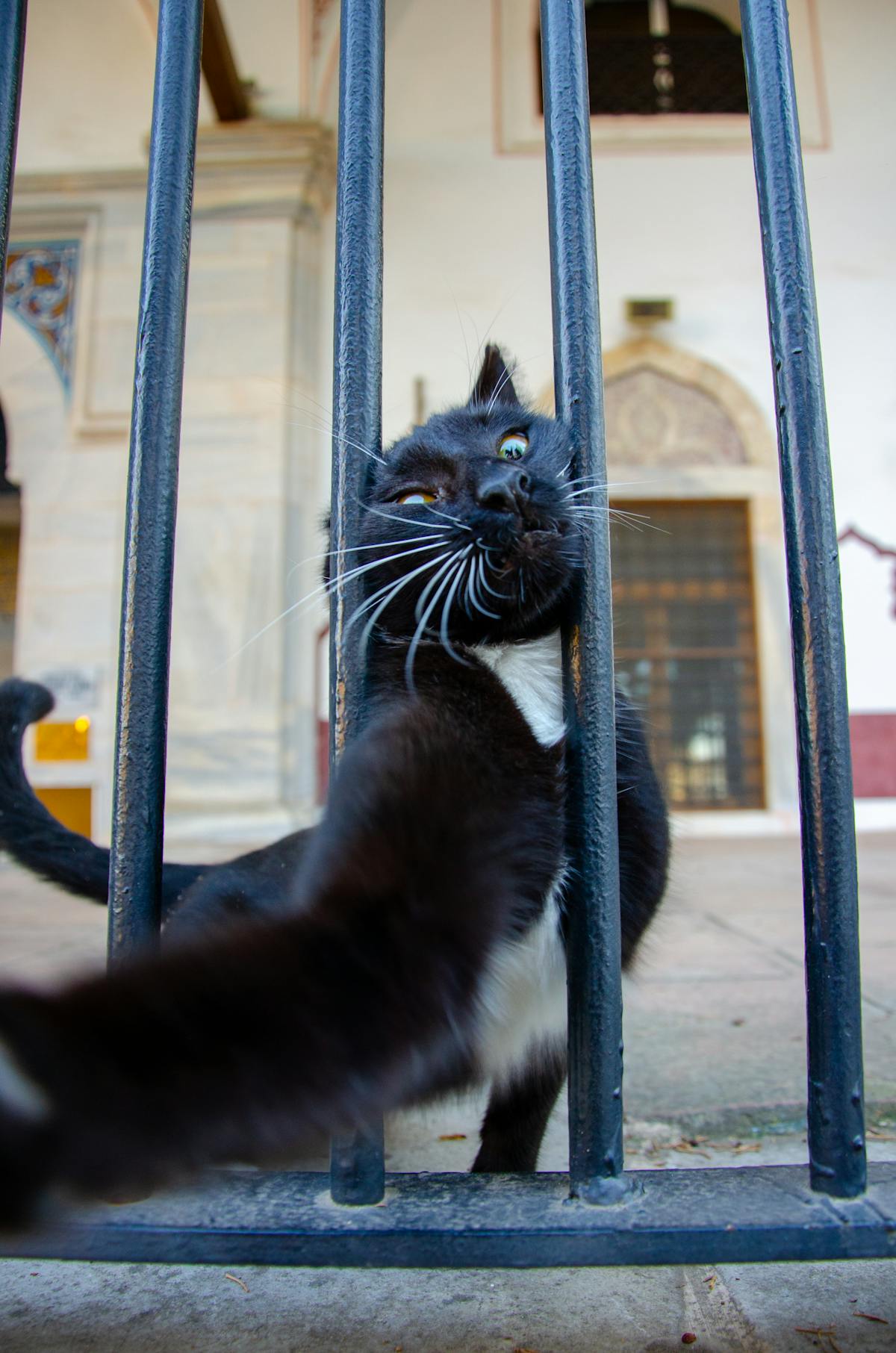 Funny Background Photos, Download The BEST Free Funny Background Stock ...