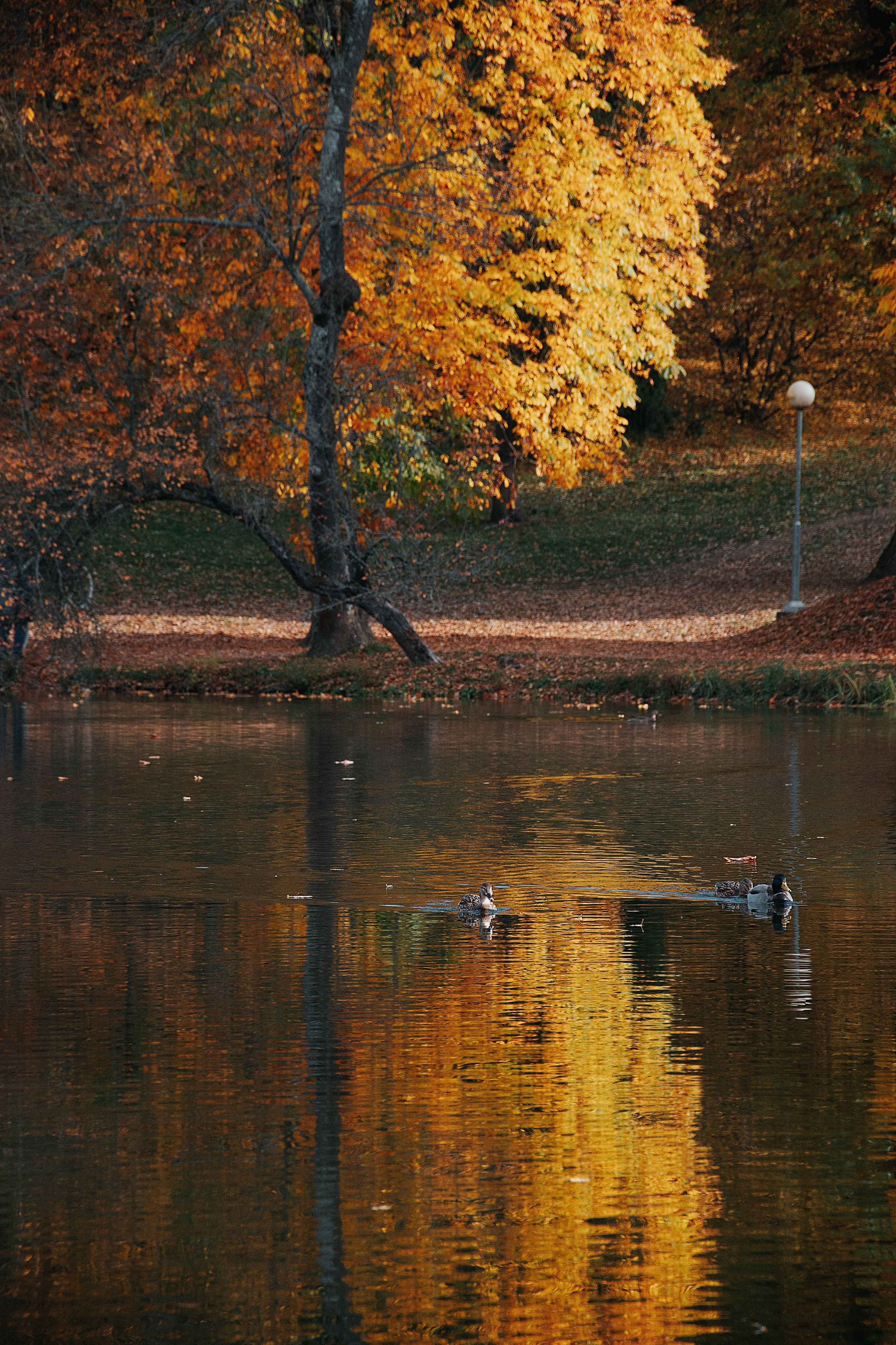 Stunning Autumn Reflection in Tranquil Hungarian Park · Free Stock Photo