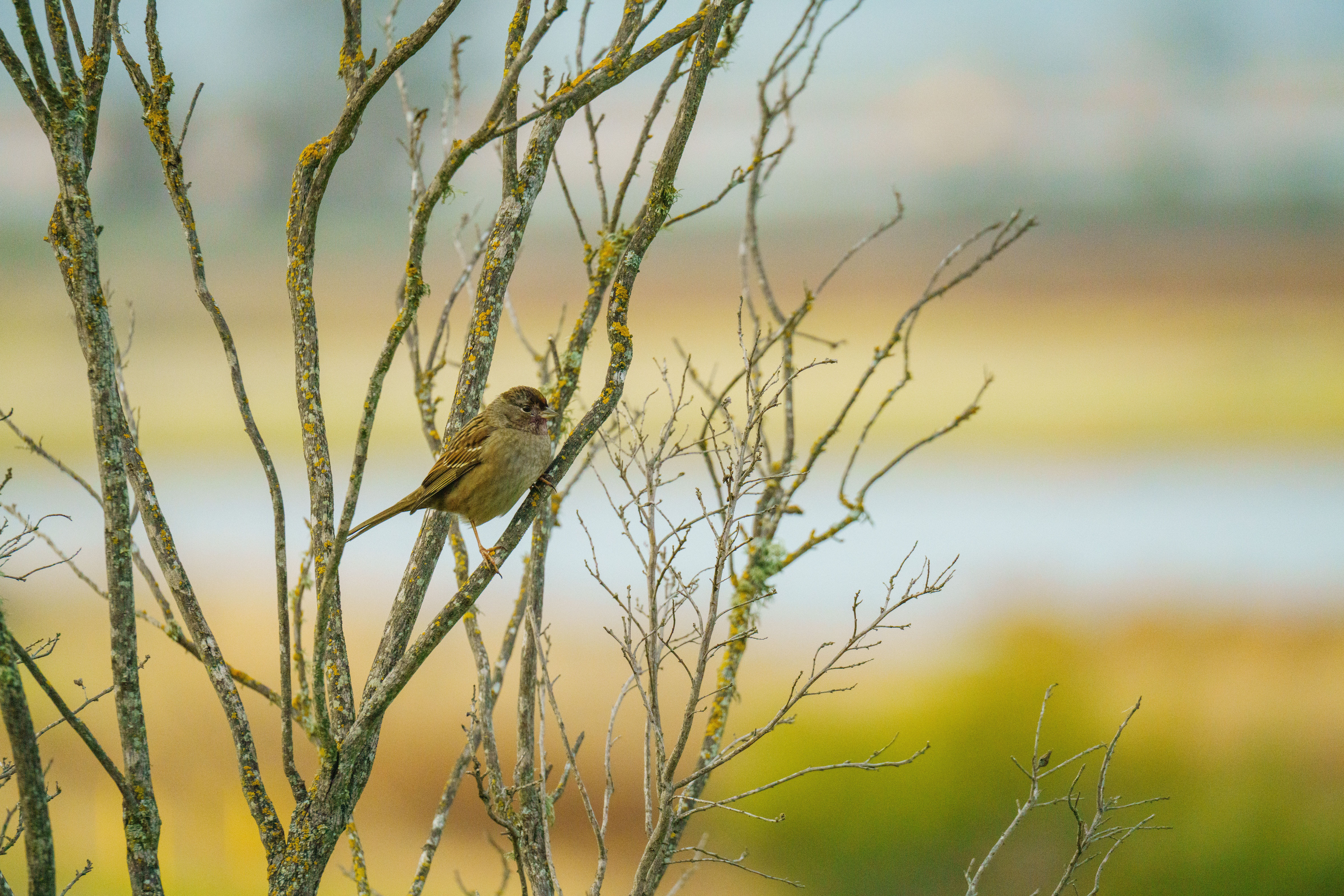 Spring Landscape Birds Background Photos, Download The BEST Free Spring ...