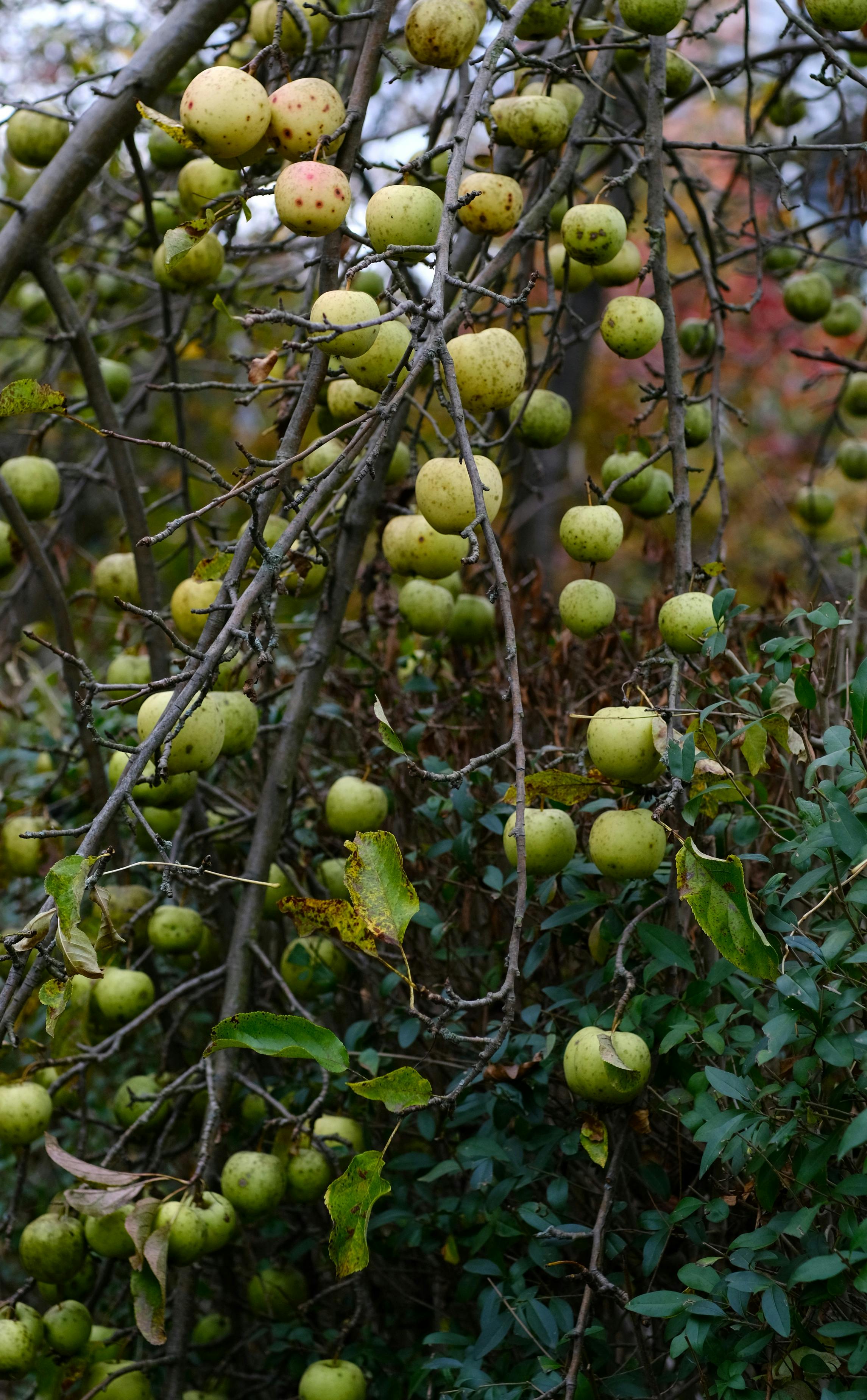 Lush Apple Tree Branches Laden with Fruit · Free Stock Photo