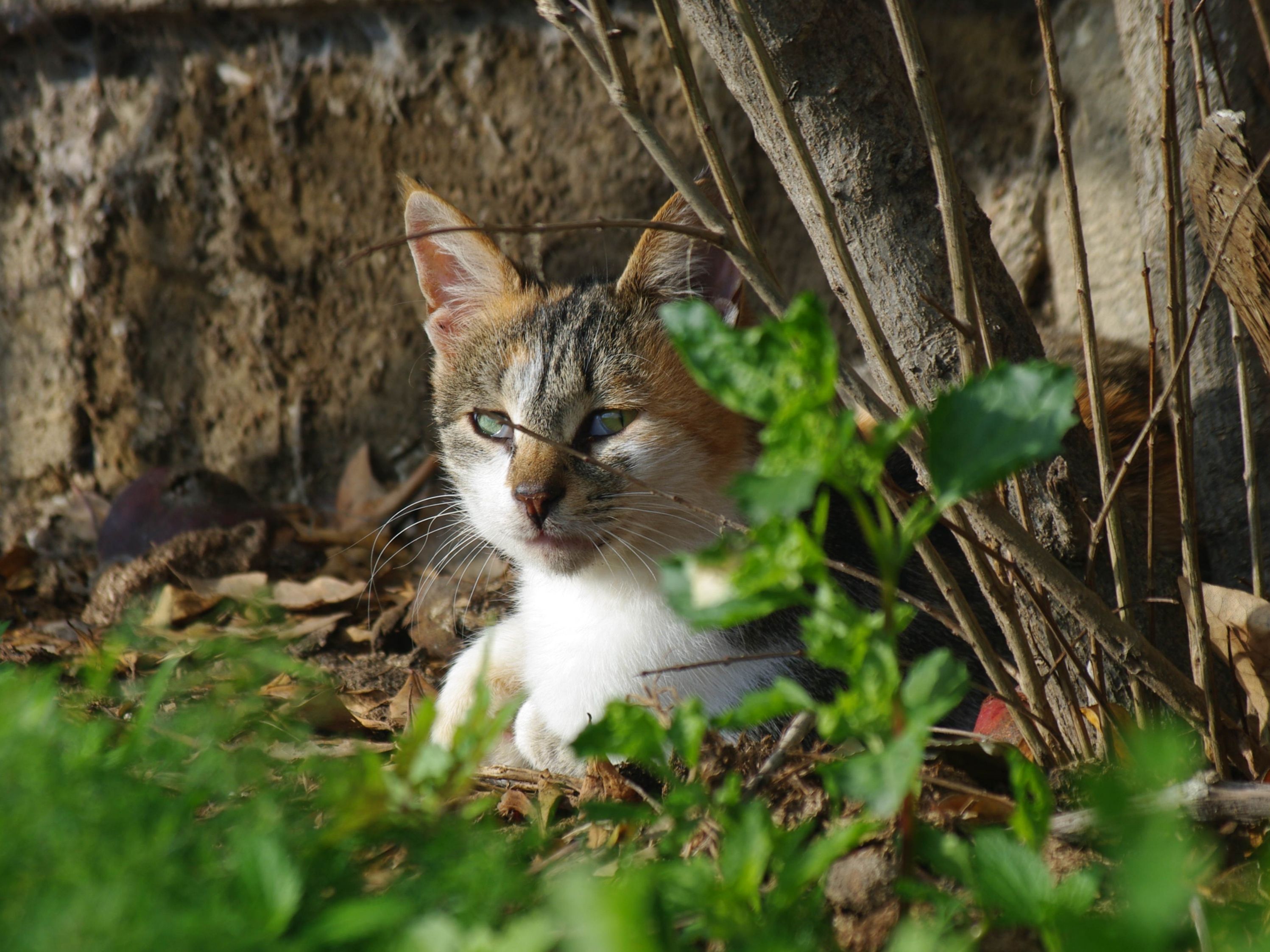 Cat No Background Photos, Download The BEST Free Cat No Background ...