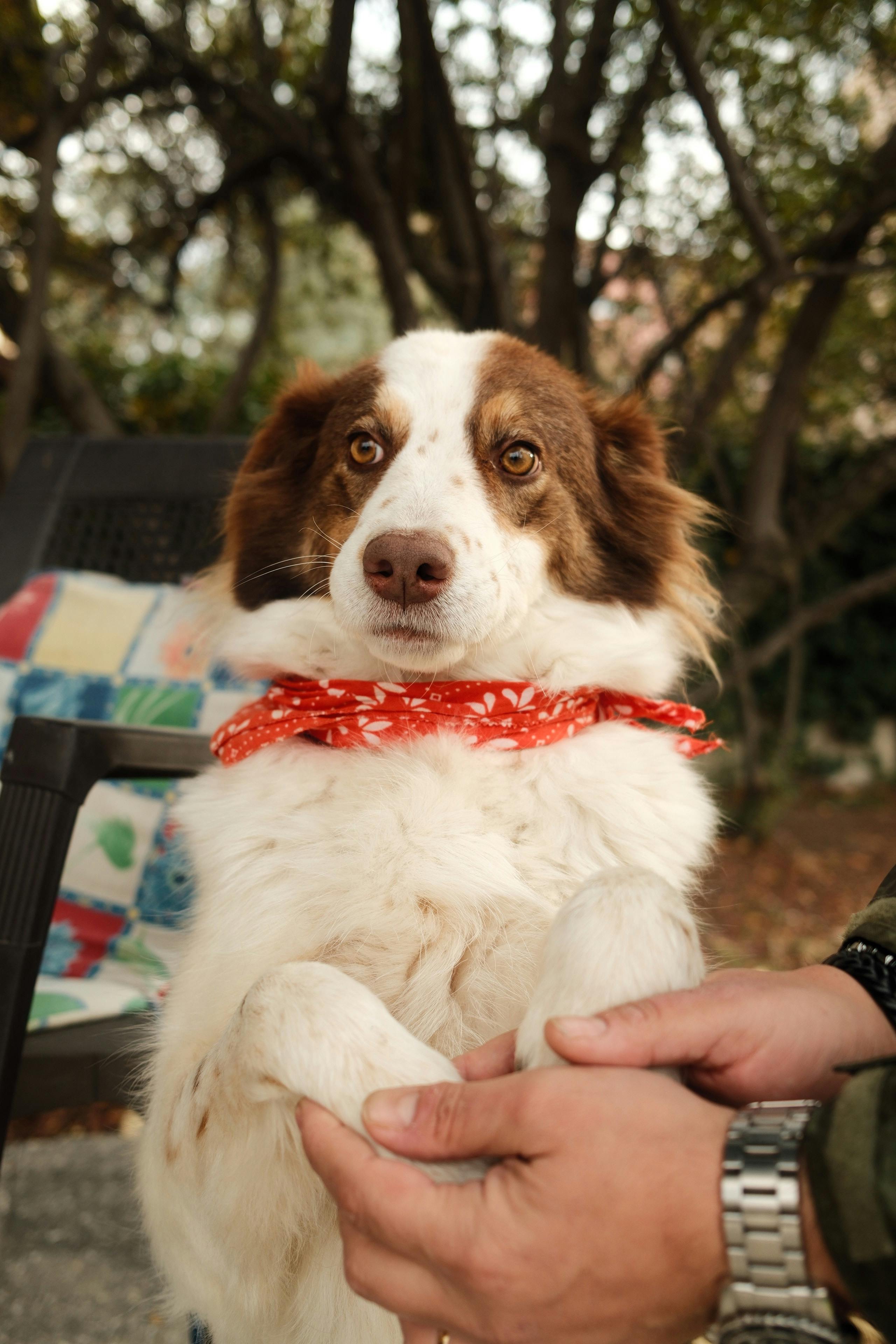 Pet Care Photos, Download The BEST Free Pet Care Stock Photos & HD Images