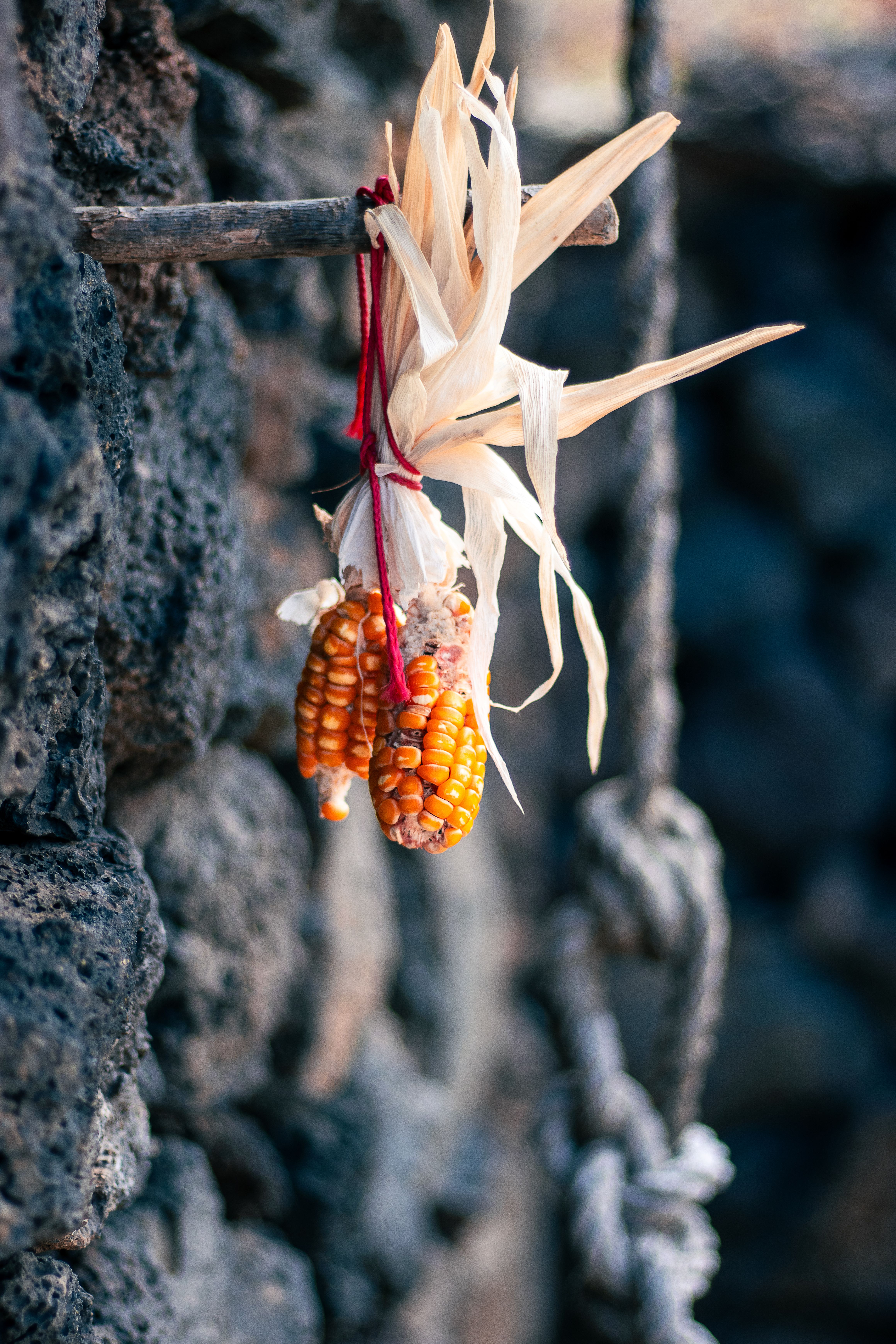 Rustic Corn Hanging on Stone Wall Outdoors · Free Stock Photo