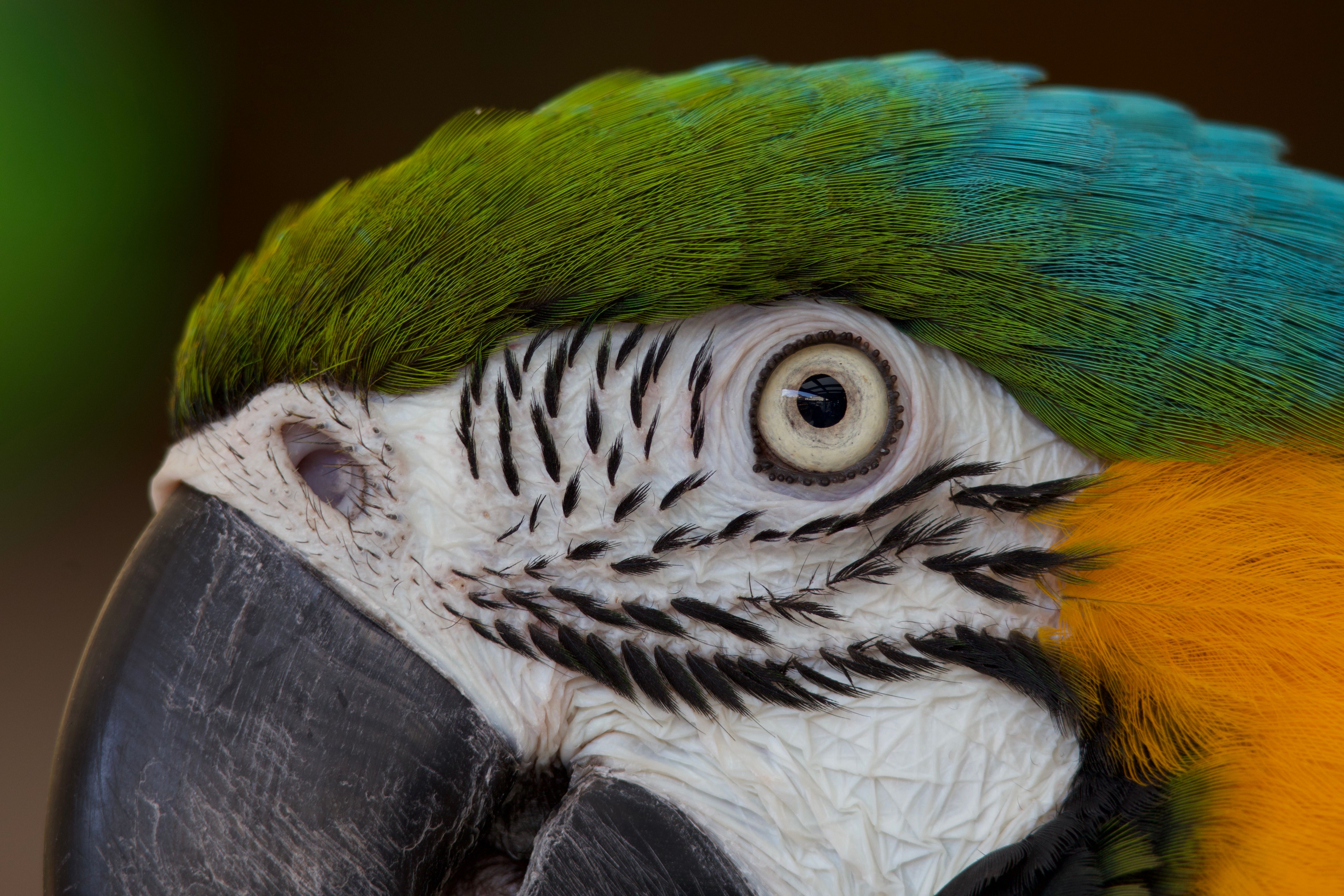 Close-up of a Vibrant Macaw's Eye and Feathers · Free Stock Photo