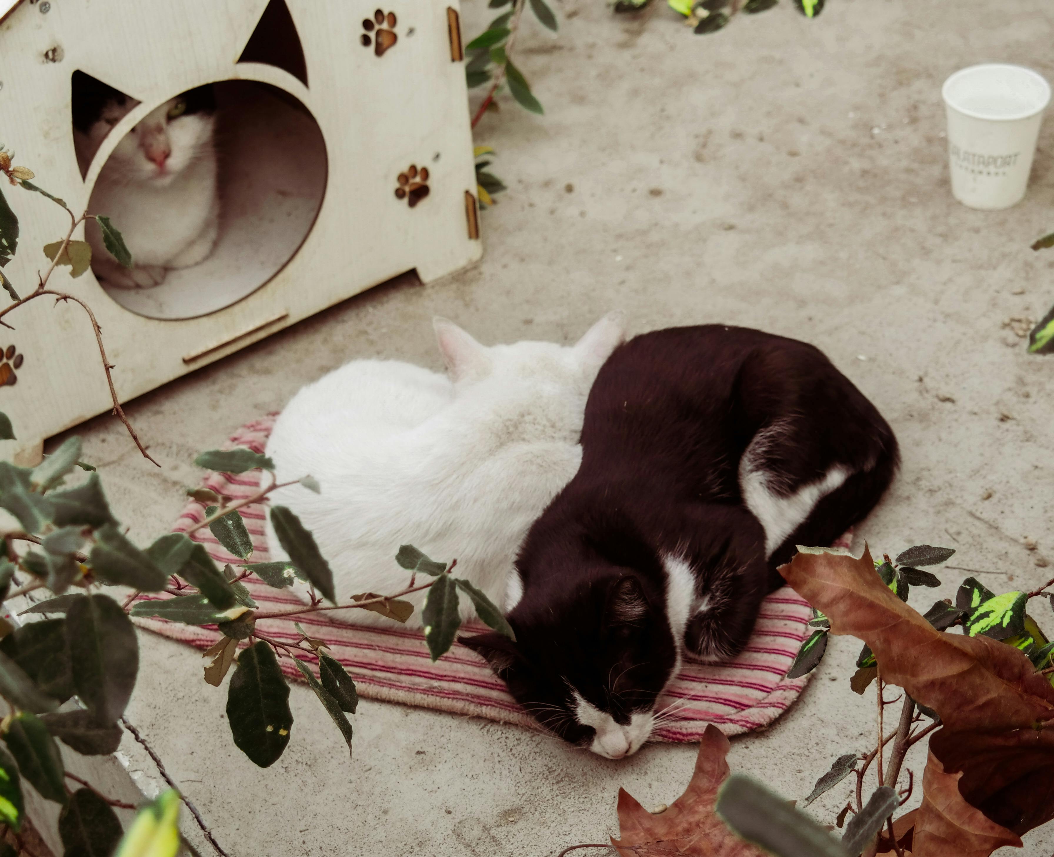 Real Cats Photos, Download The BEST Free Real Cats Stock Photos & HD Images