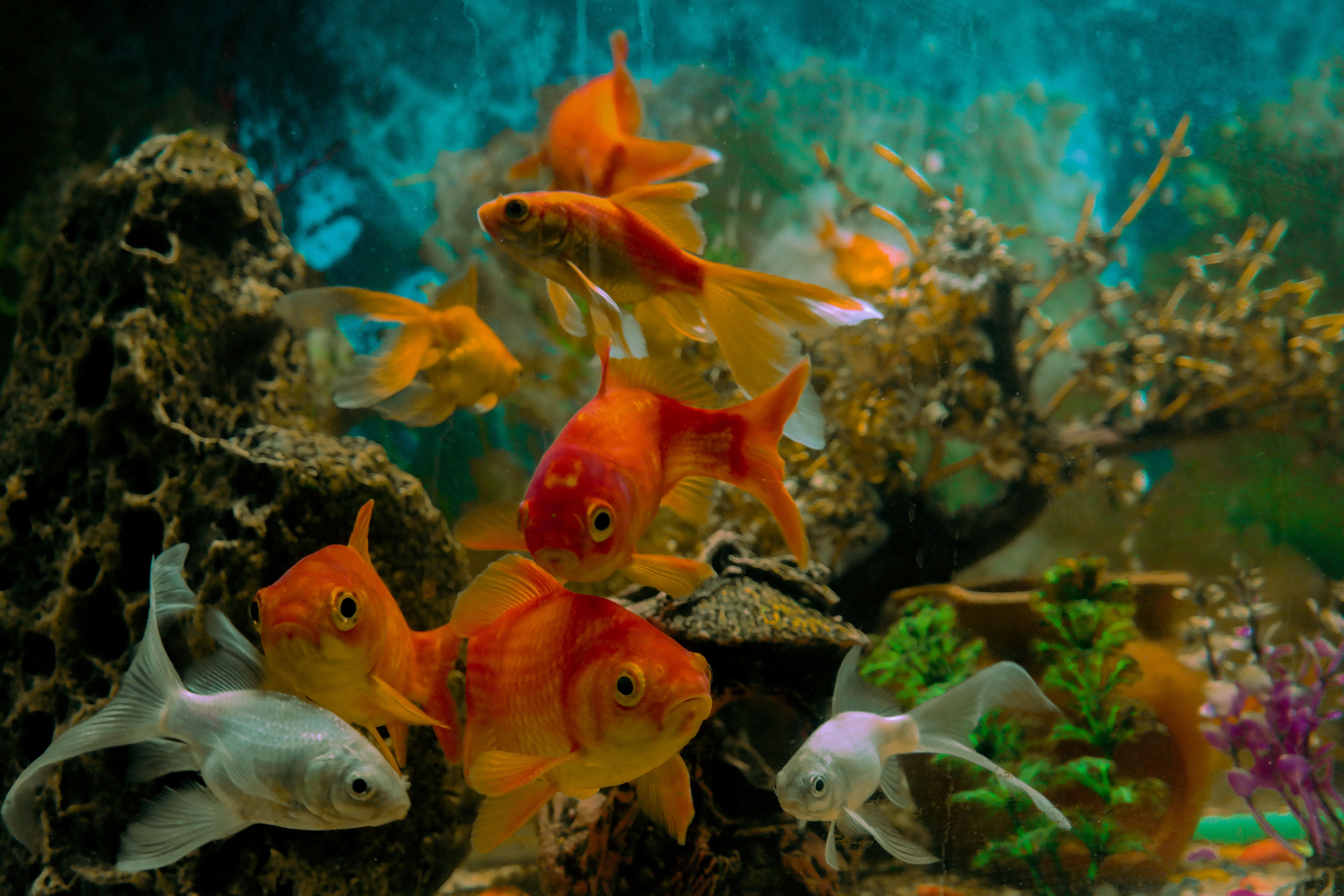 Vibrant Goldfish Swimming in Aquarium · Free Stock Photo