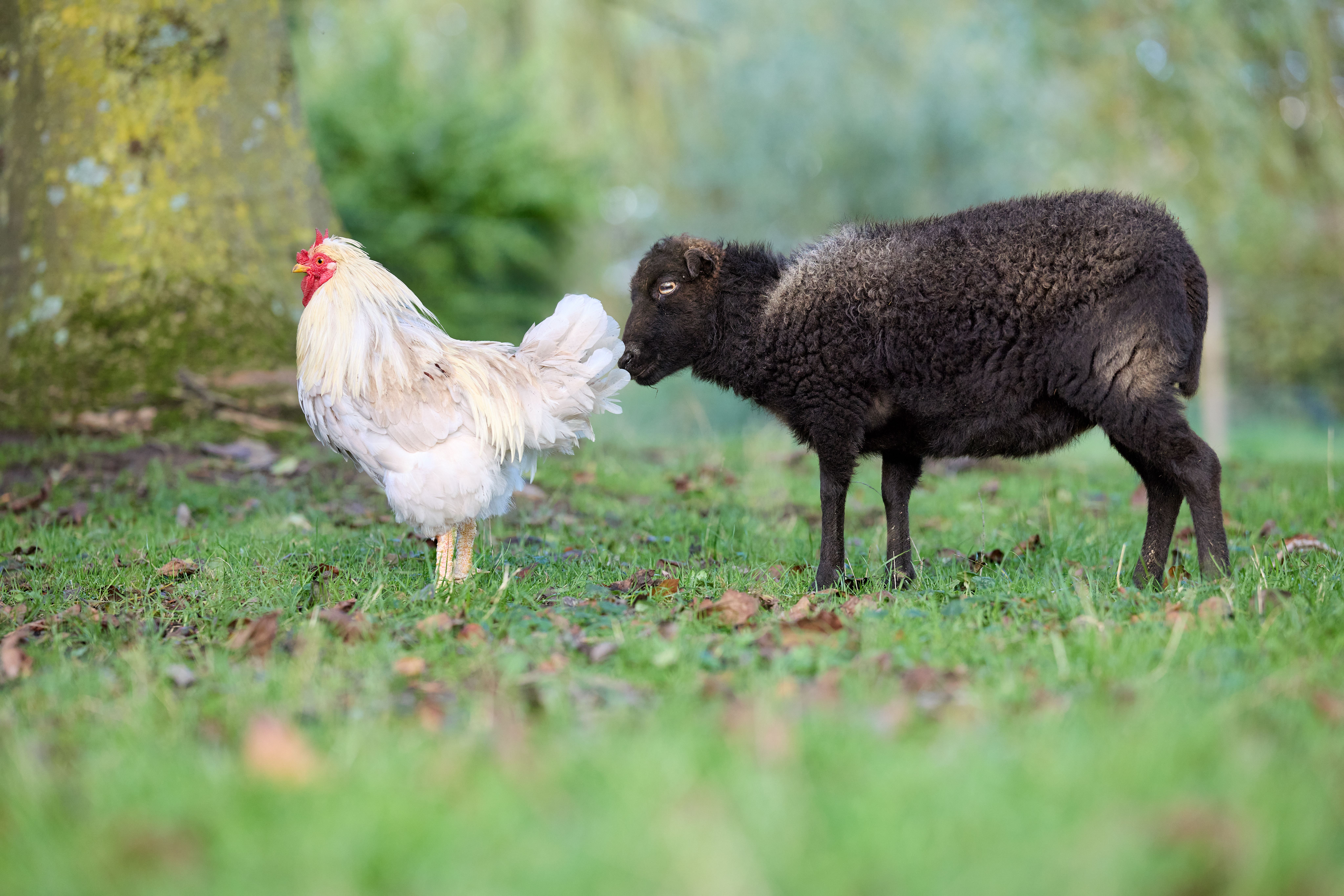 Curious Black Sheep and White Rooster Interaction · Free Stock Photo