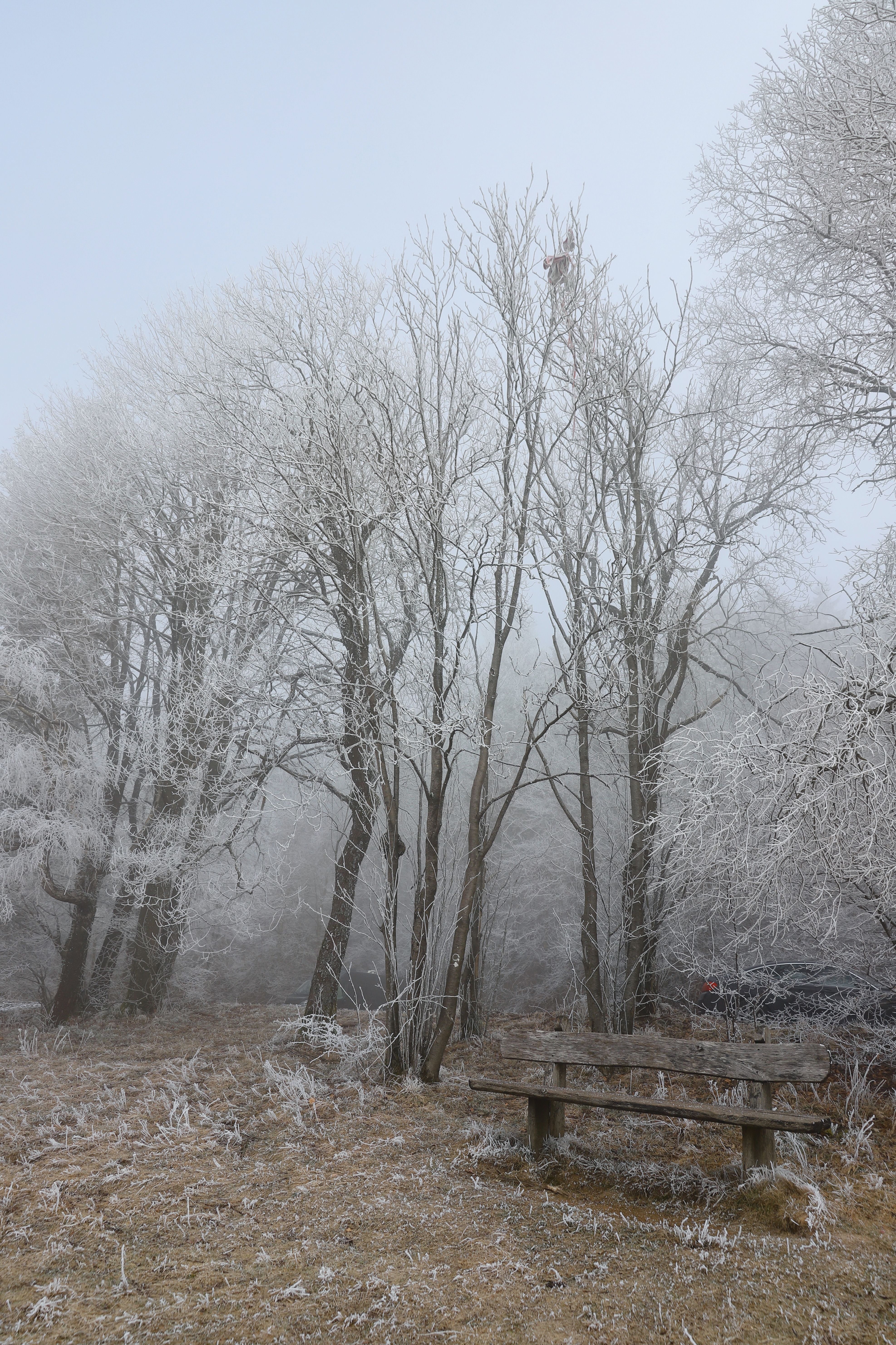 Forest Stillness Photos, Download The BEST Free Forest Stillness Stock ...