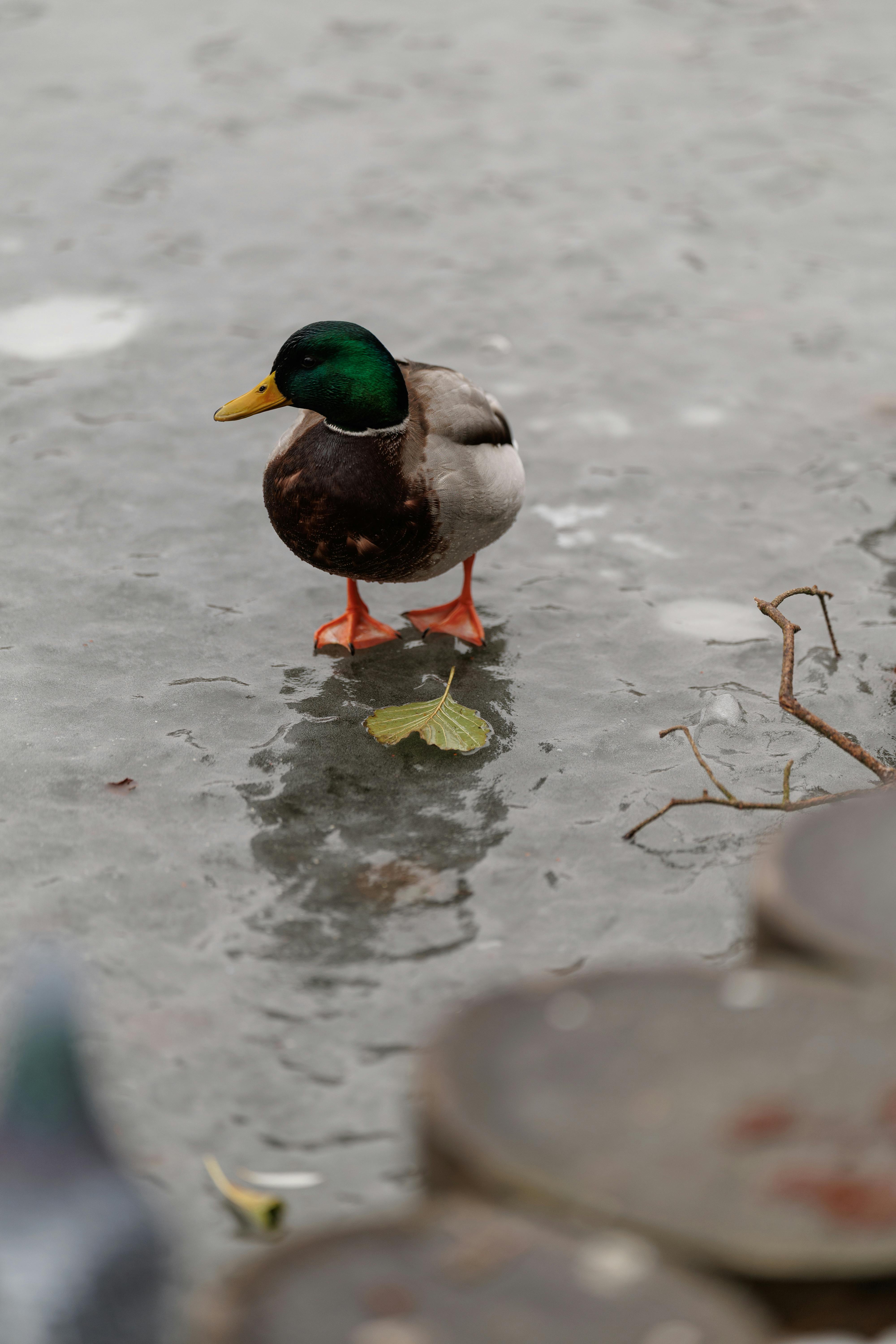 Piper+Rockelle+Bikini+Feet Photos, Download The BEST Free Piper ...