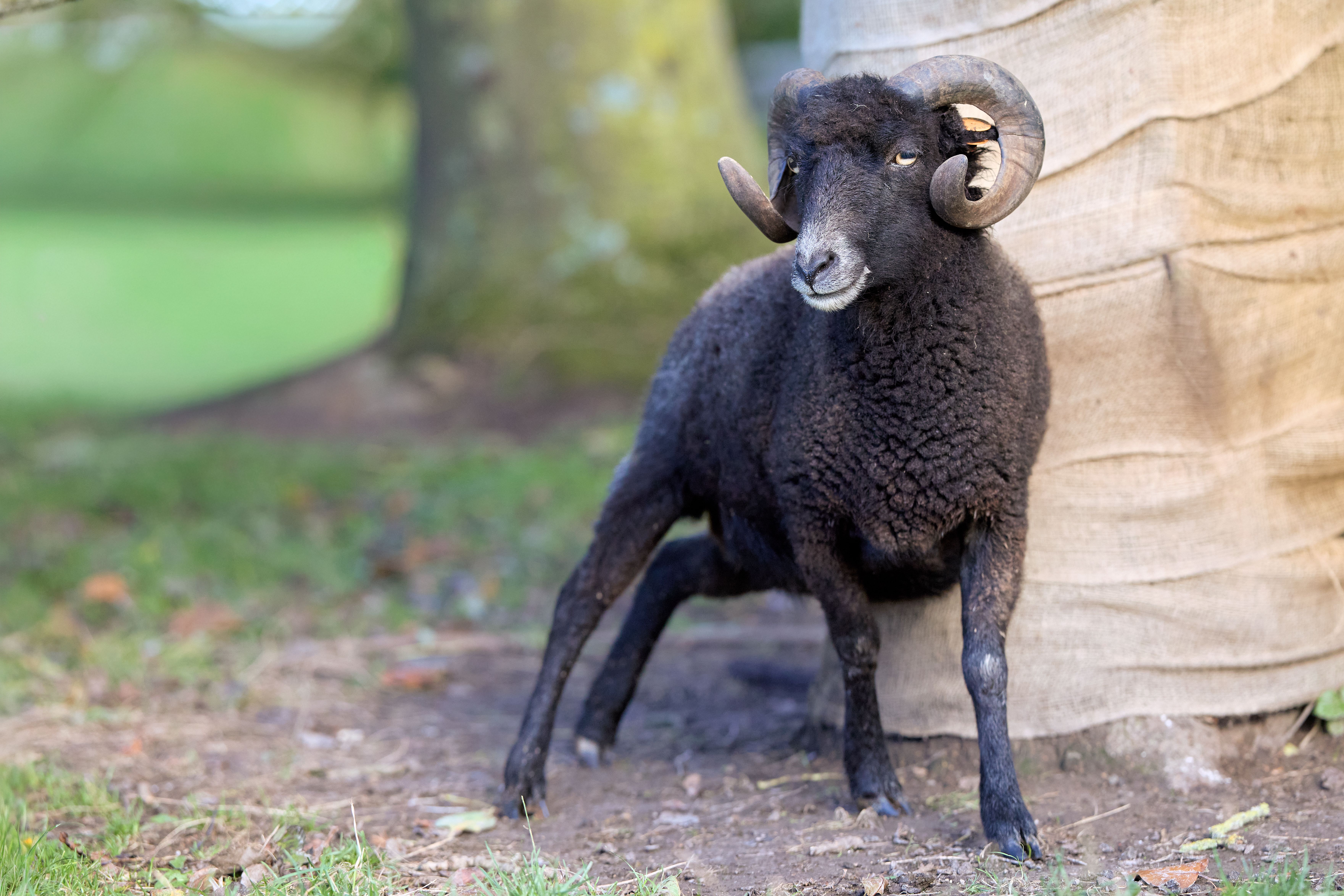 Black Ouessant Ram Standing Beside Tree Outdoors · Free Stock Photo
