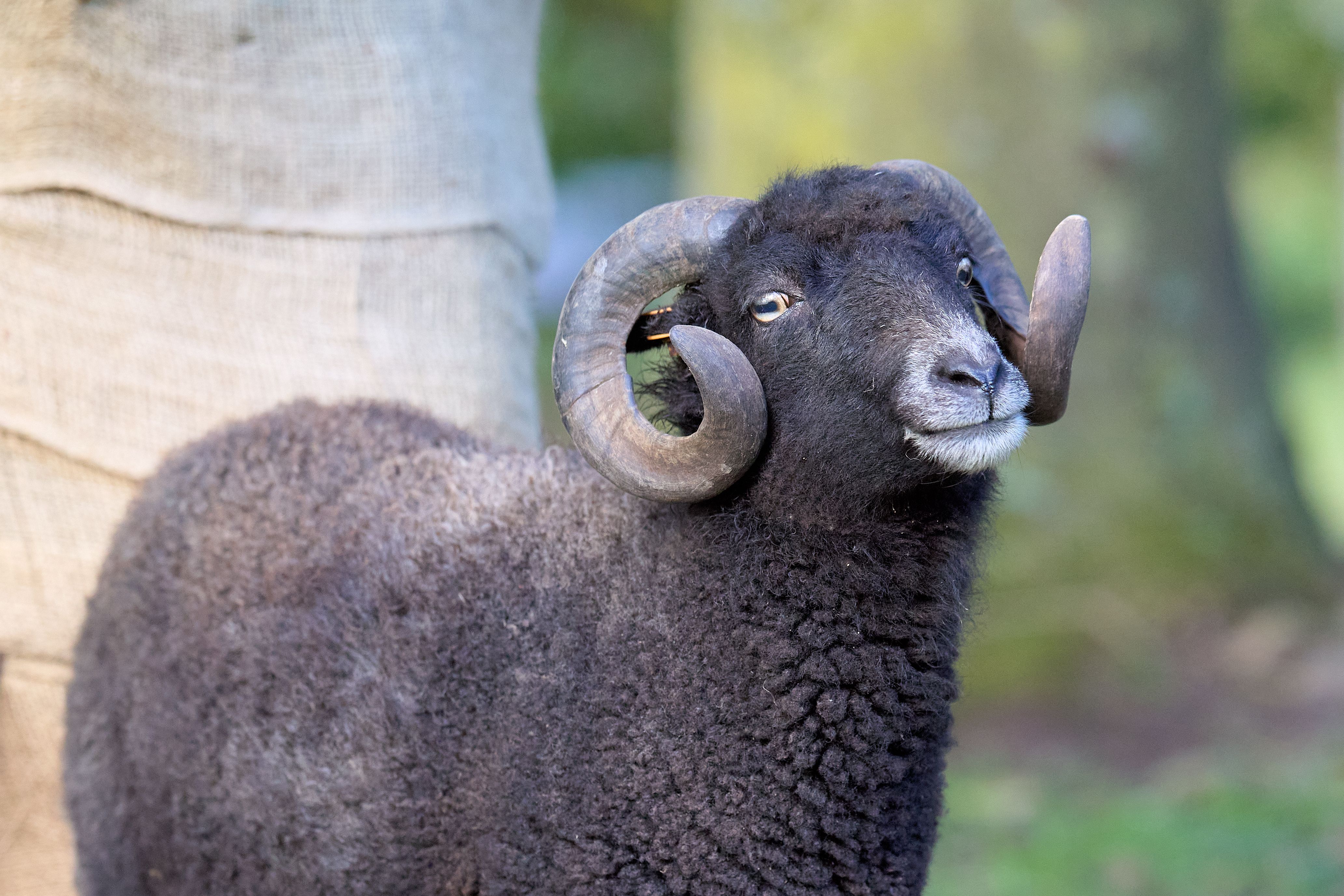 Ram Animal Photos, Download The BEST Free Ram Animal Stock Photos & HD ...