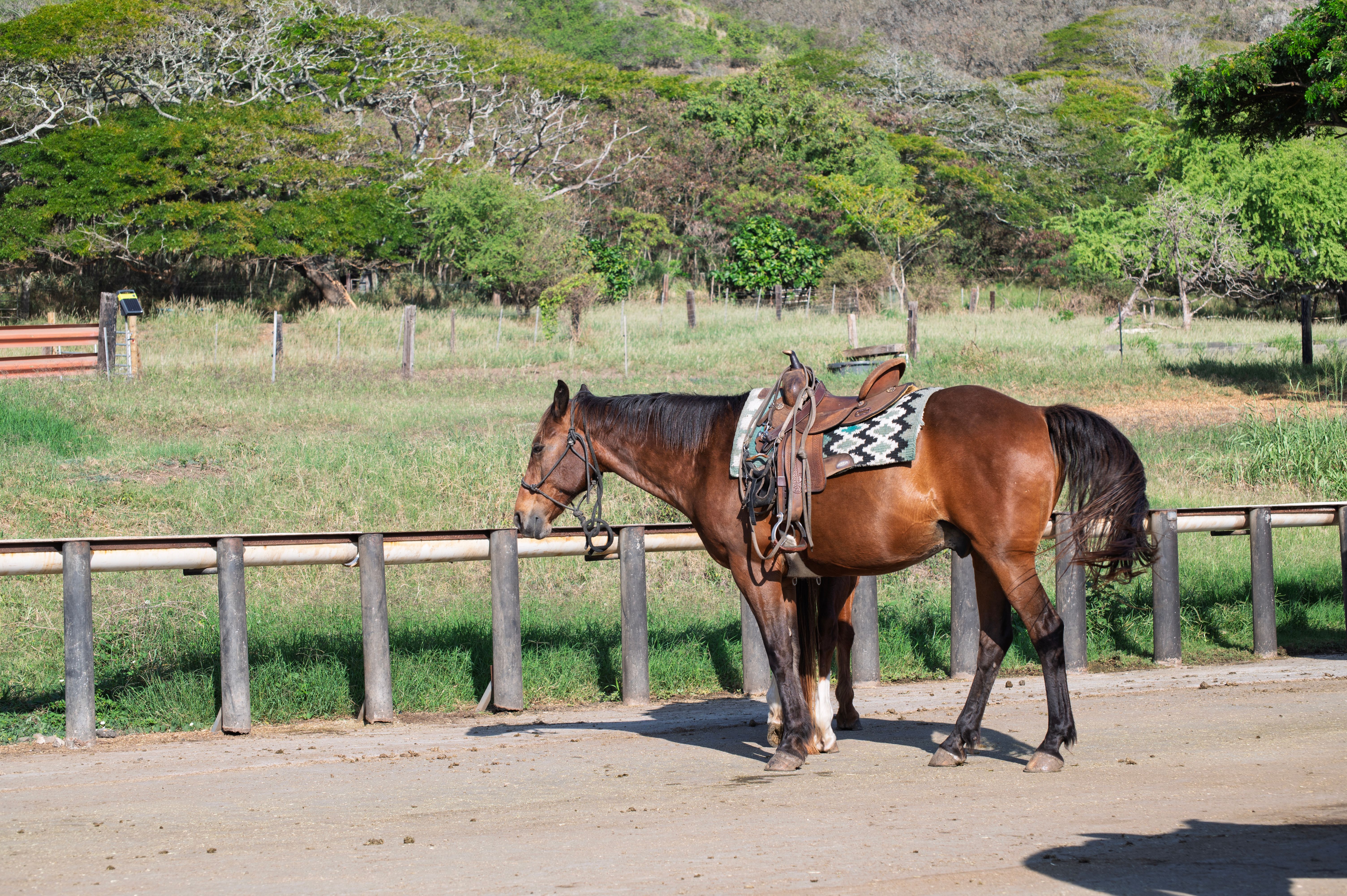 Brown Horse with Saddle in Sunny Pasture · Free Stock Photo