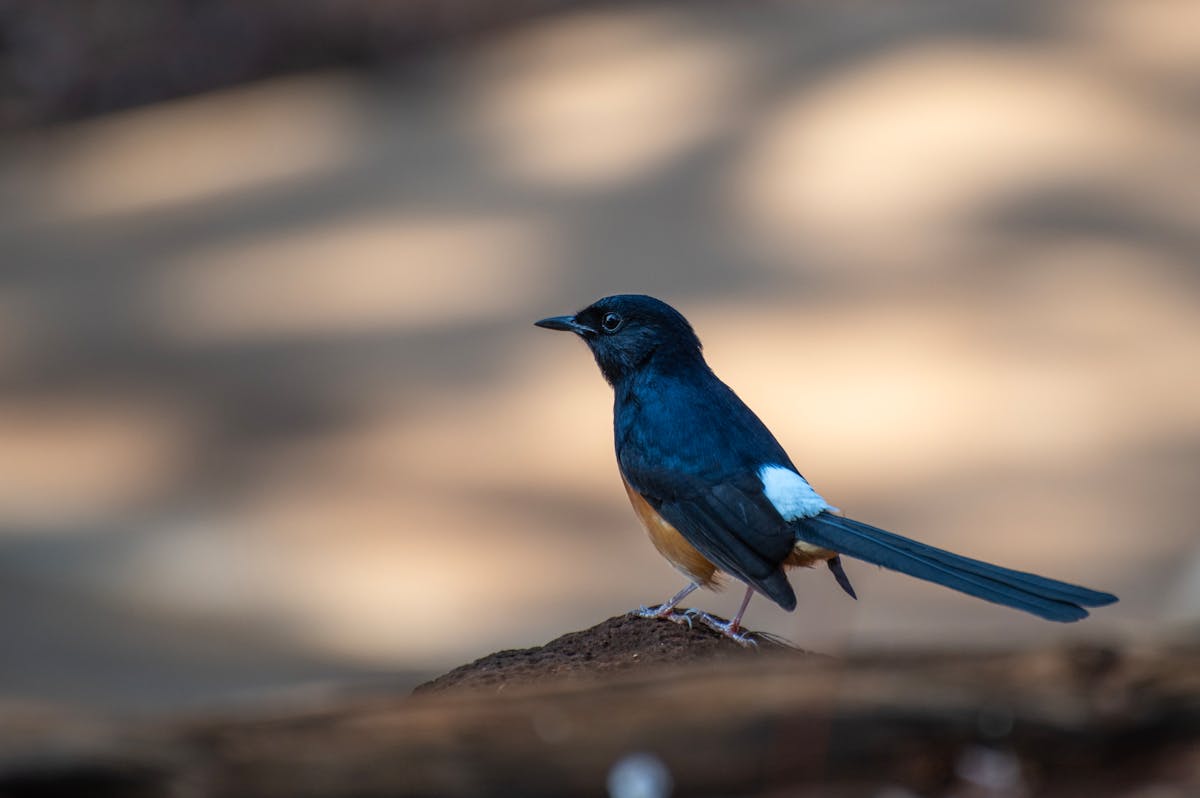 Free Pix Photos, Download The BEST Free Free Pix Stock Photos & HD Images