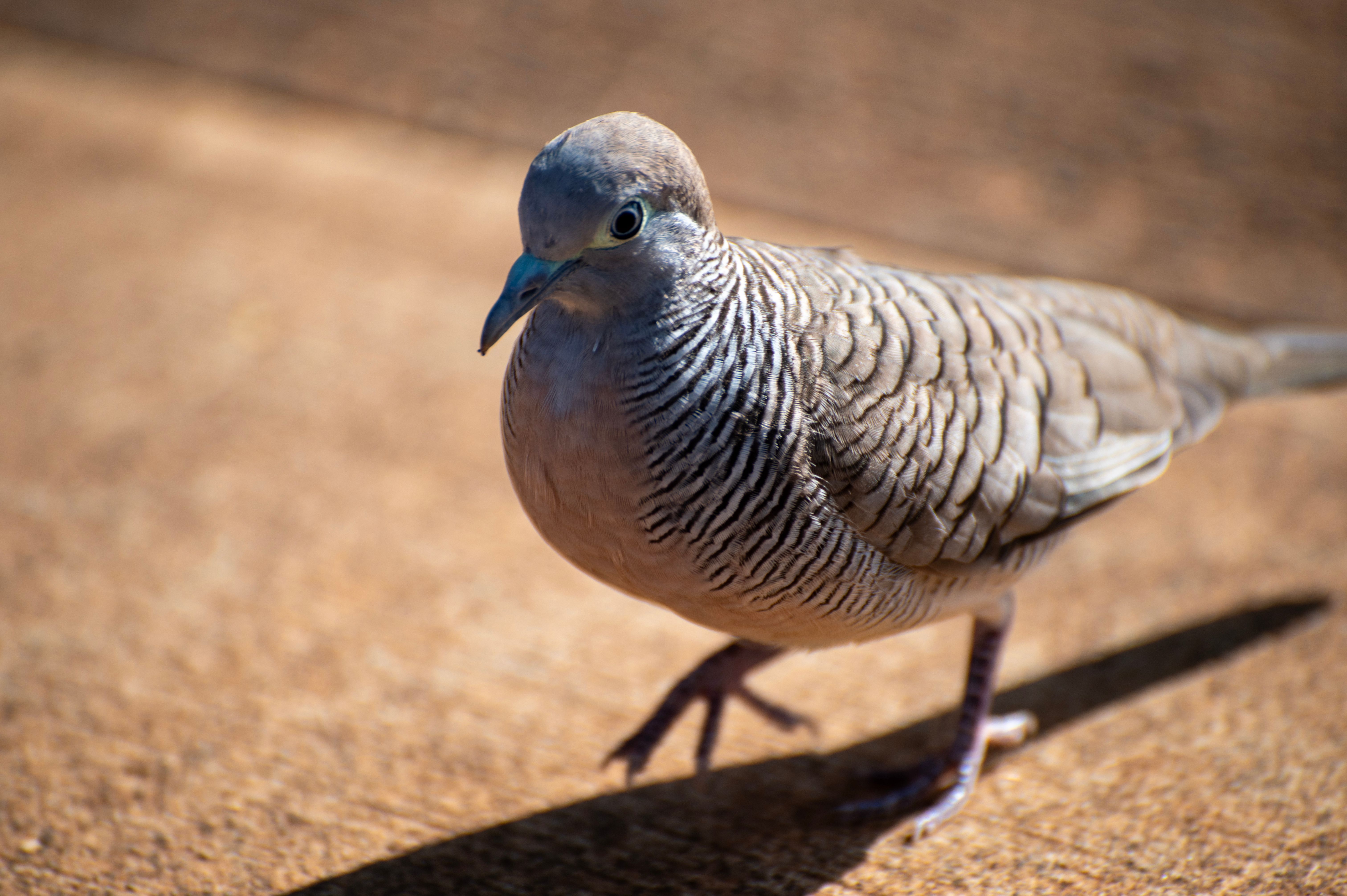 Dove Tablets Photos, Download The BEST Free Dove Tablets Stock Photos ...
