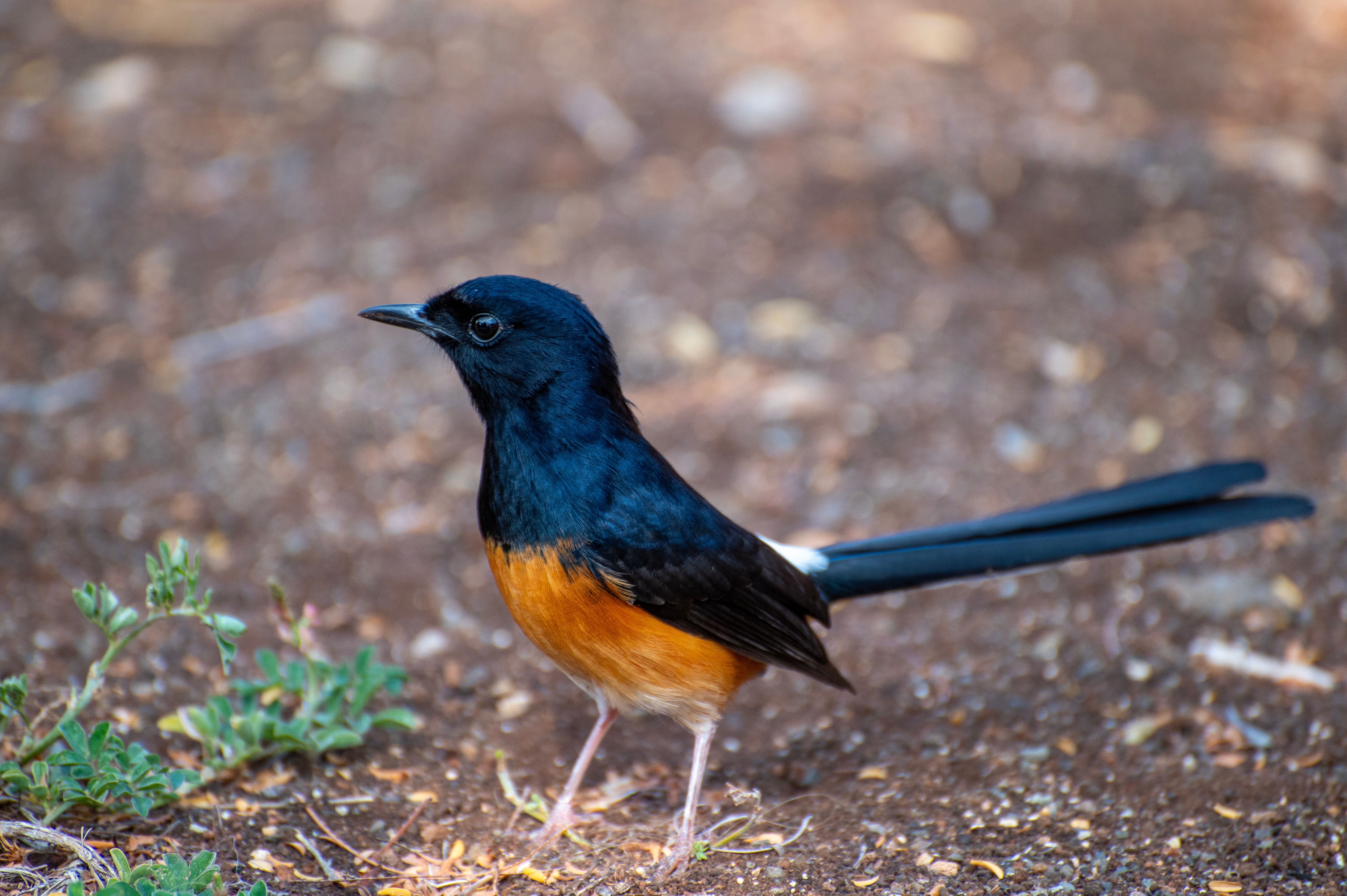 Close-Up of a Shama with Vibrant Plumage · Free Stock Photo