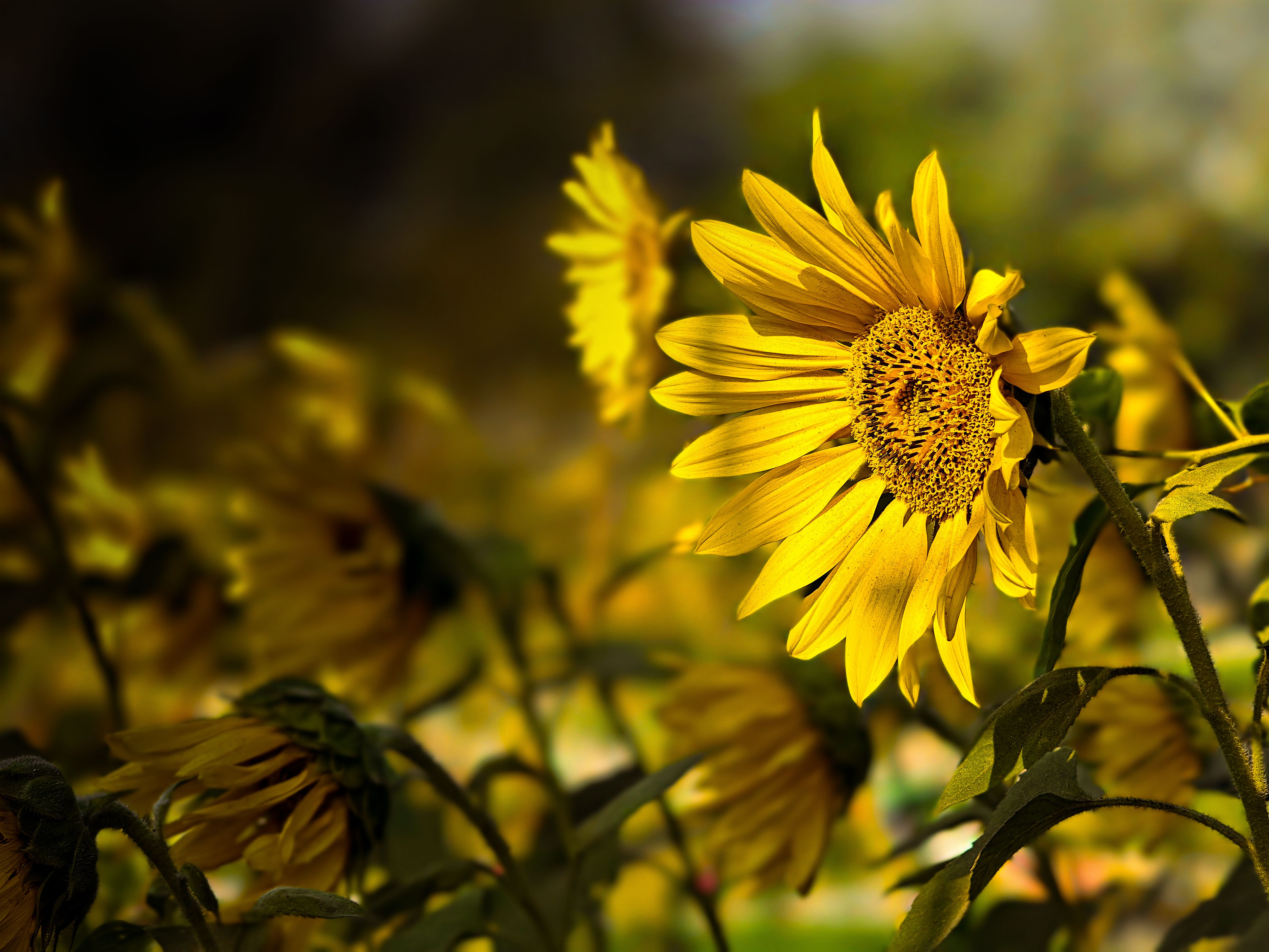 Agricultural Background Photos, Download The BEST Free Agricultural ...