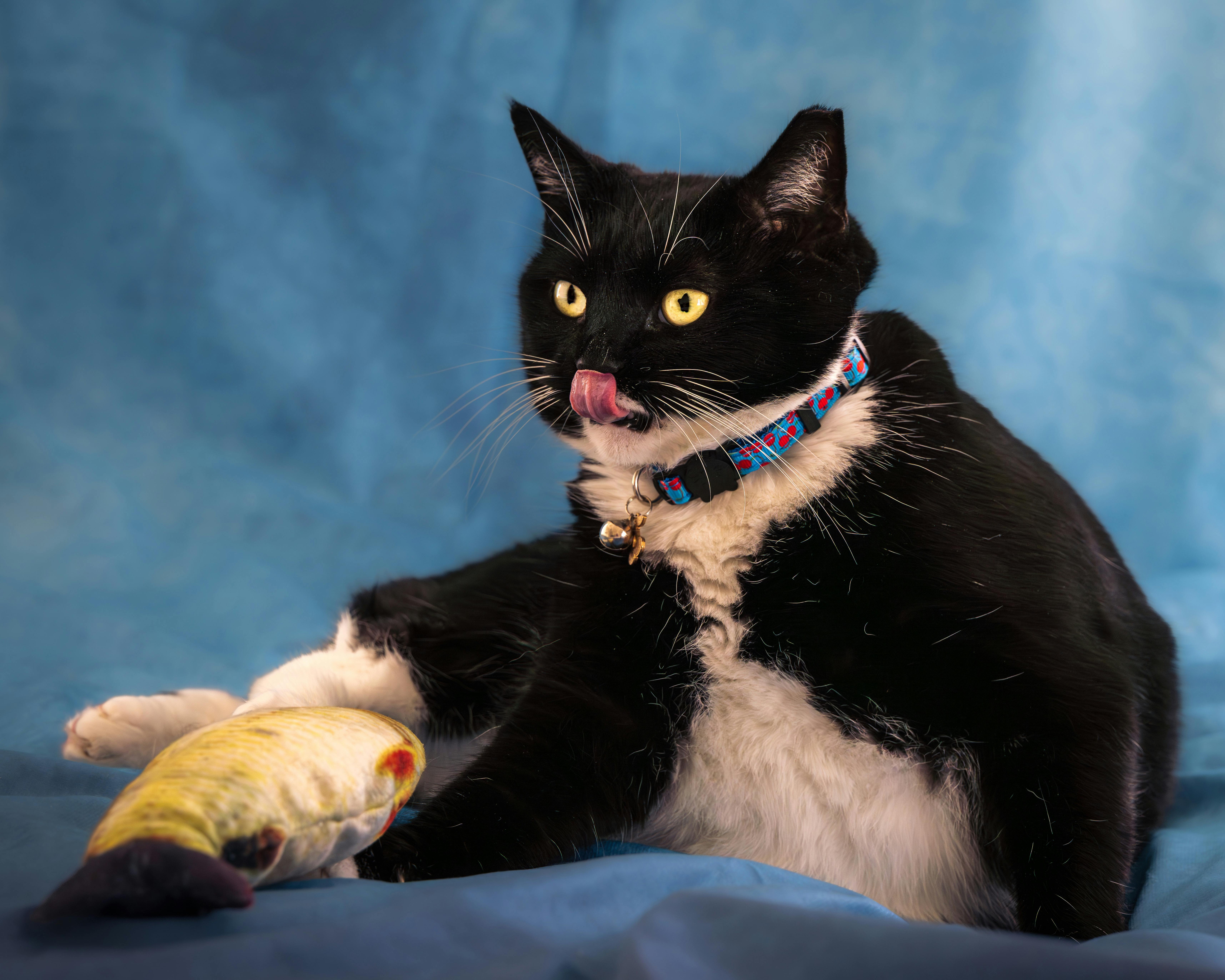 Webex+Christmas+Background Photos, Download The BEST Free Webex ...